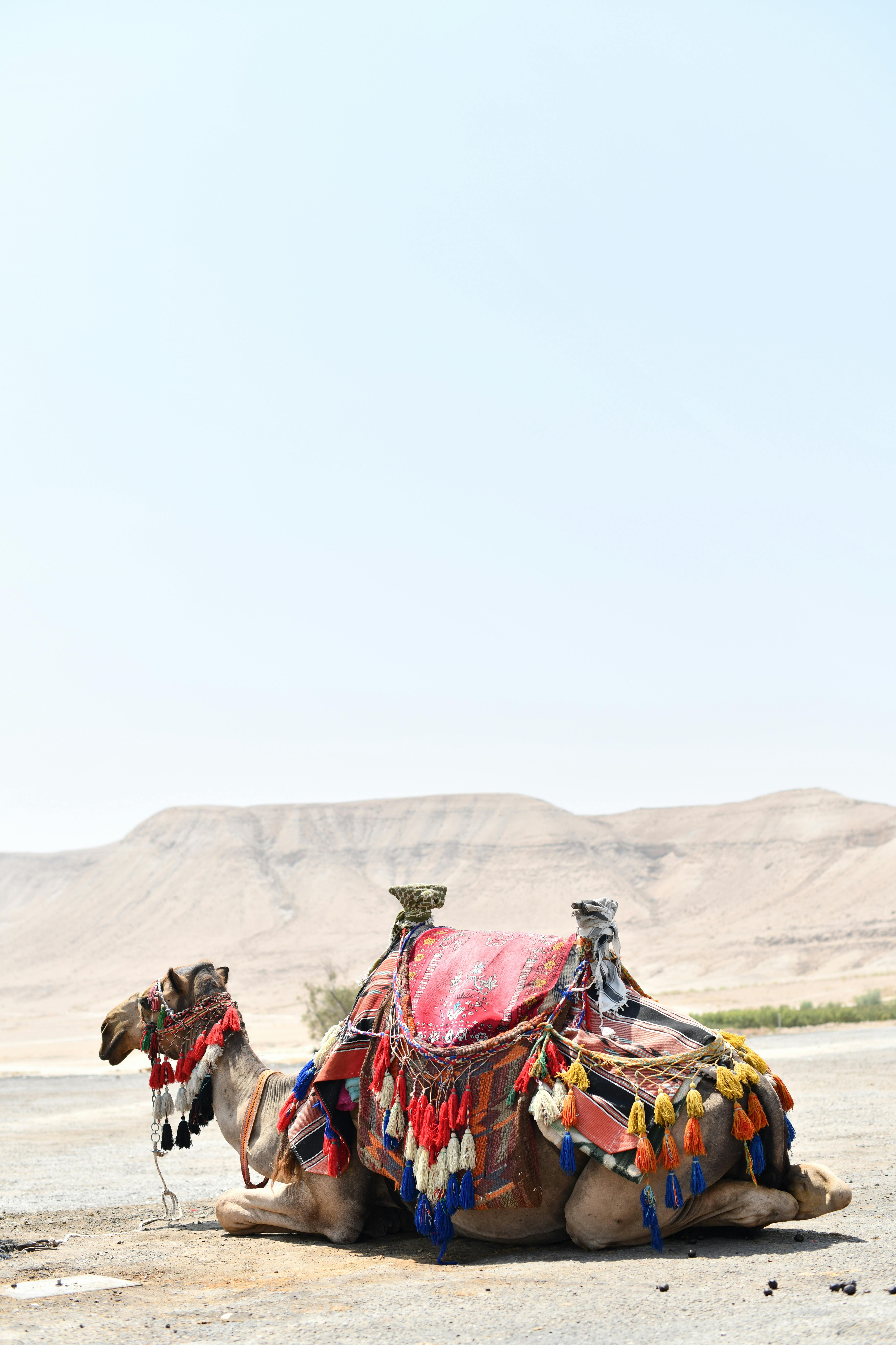 Arabian Camel on Negev Desert, Israel · Free Stock Photo