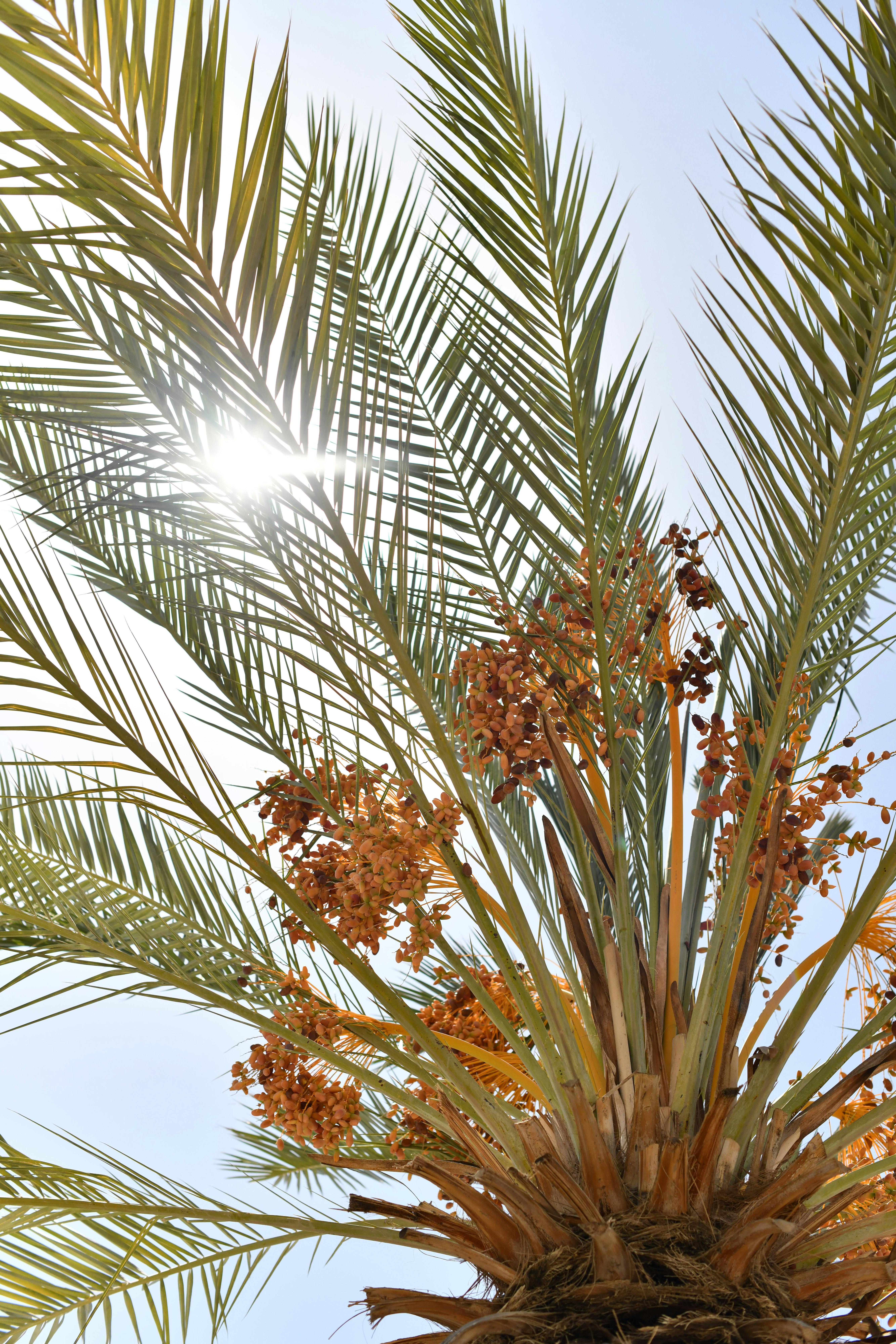 Sunset Sunlight over Palm Tree Leaves · Free Stock Photo