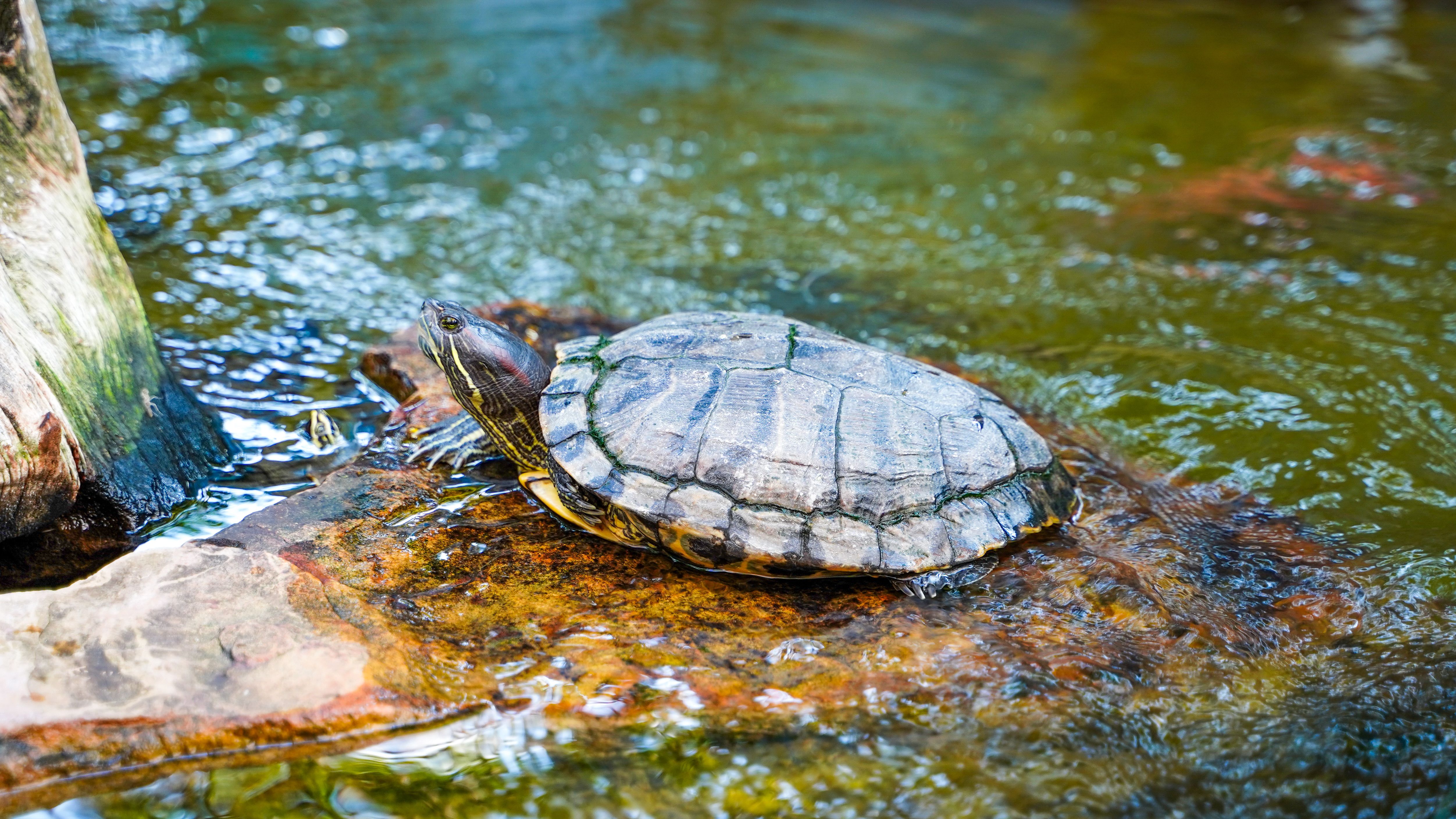 Red-Eared Slider on Rock in Pool · Free Stock Photo