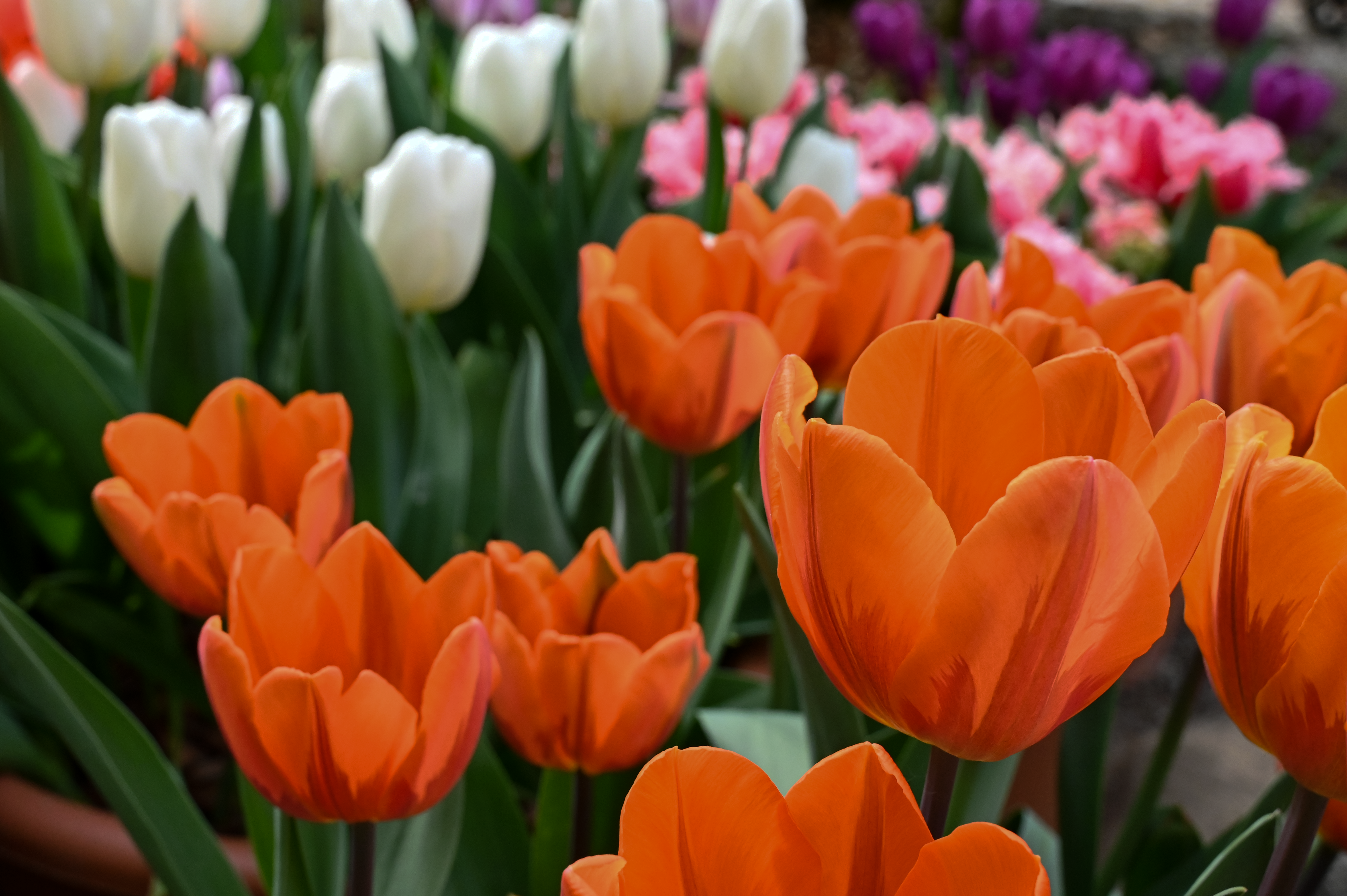 Orange and White Tulips on Field · Free Stock Photo