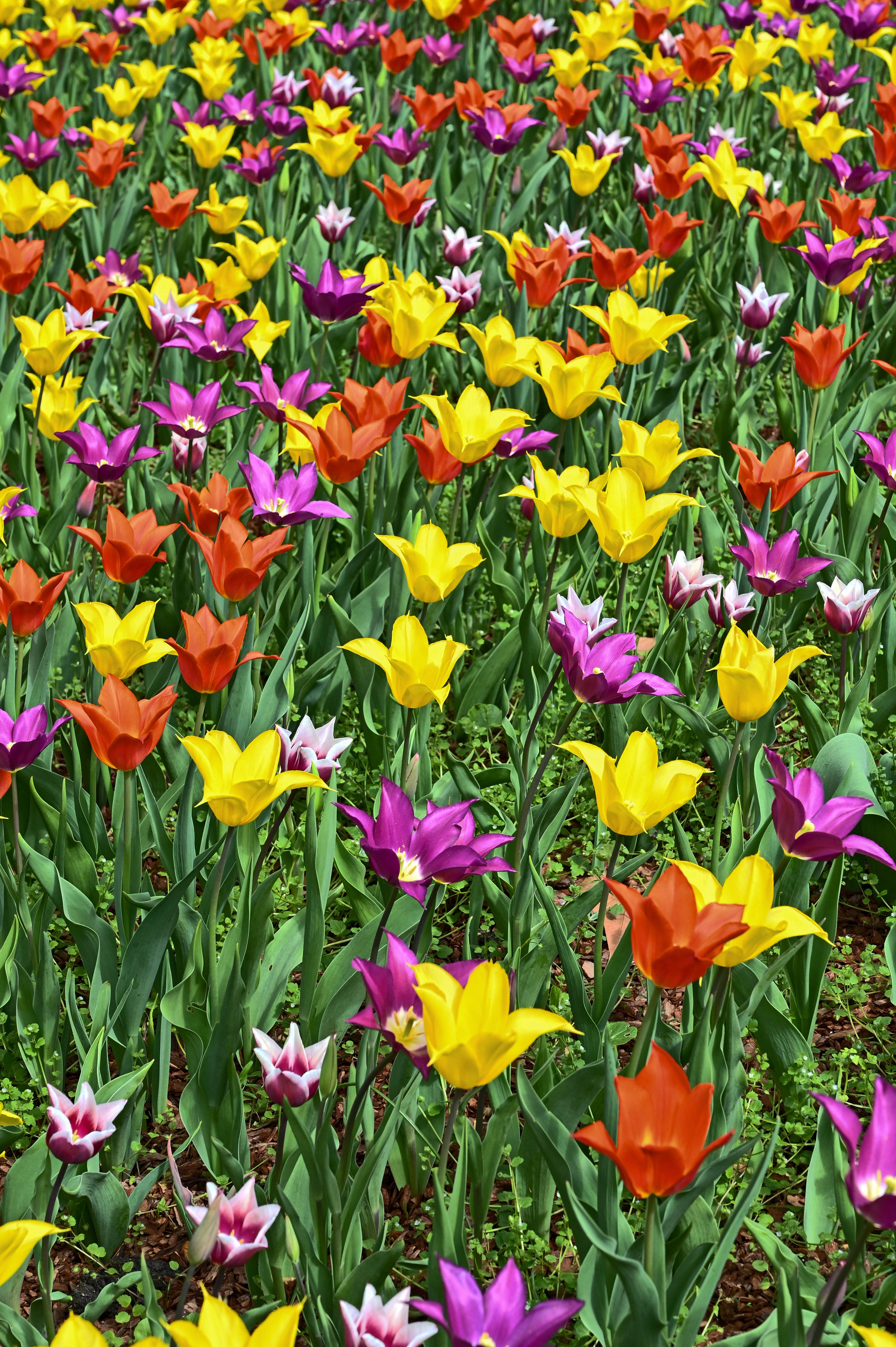 Field of Colored Spring Tulips · Free Stock Photo