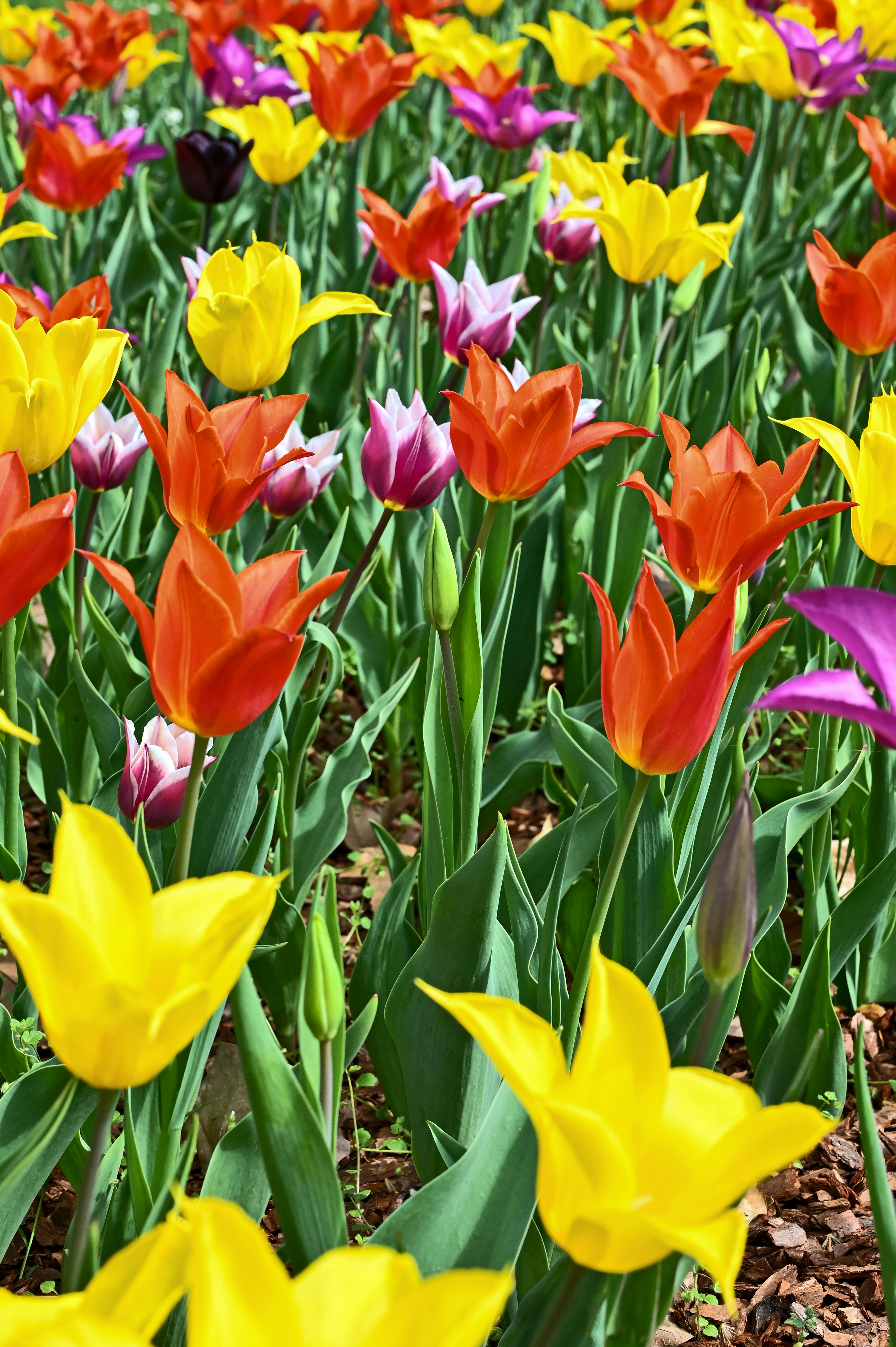 Spring Colored Flowers Photos, Download The BEST Free Spring Colored ...