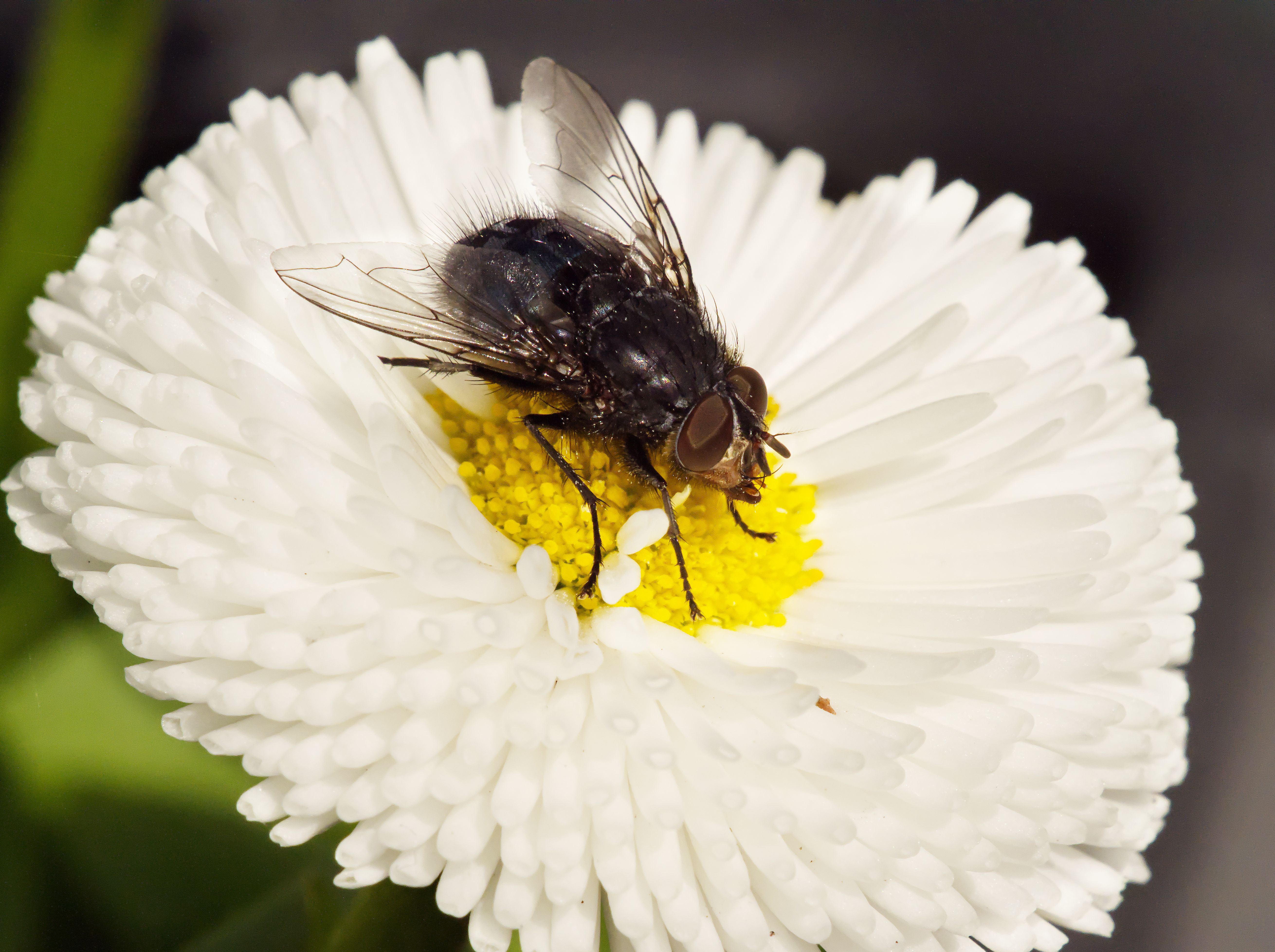 Fly on White Flower · Free Stock Photo