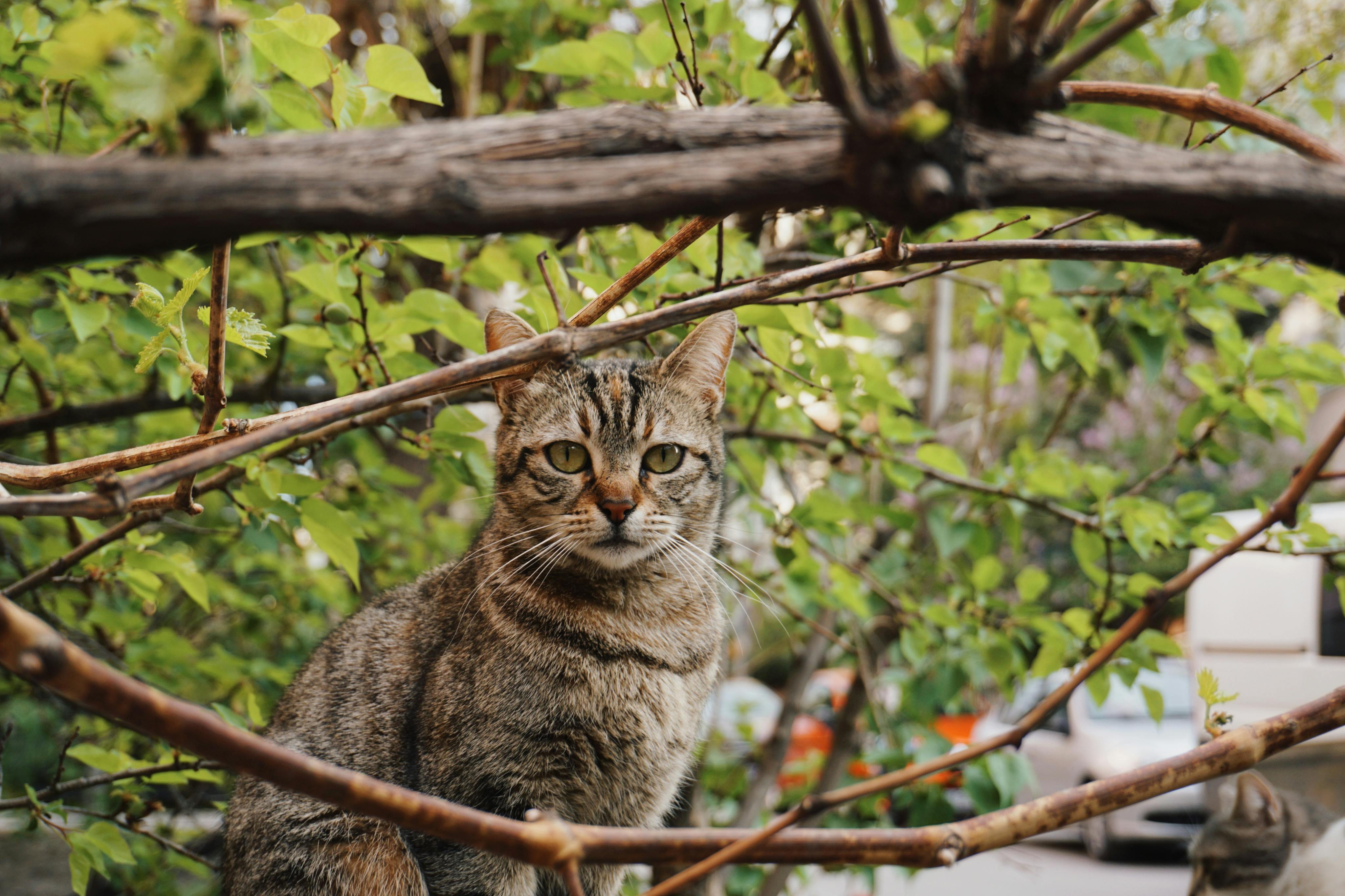 Cat Sitting behind Branches · Free Stock Photo