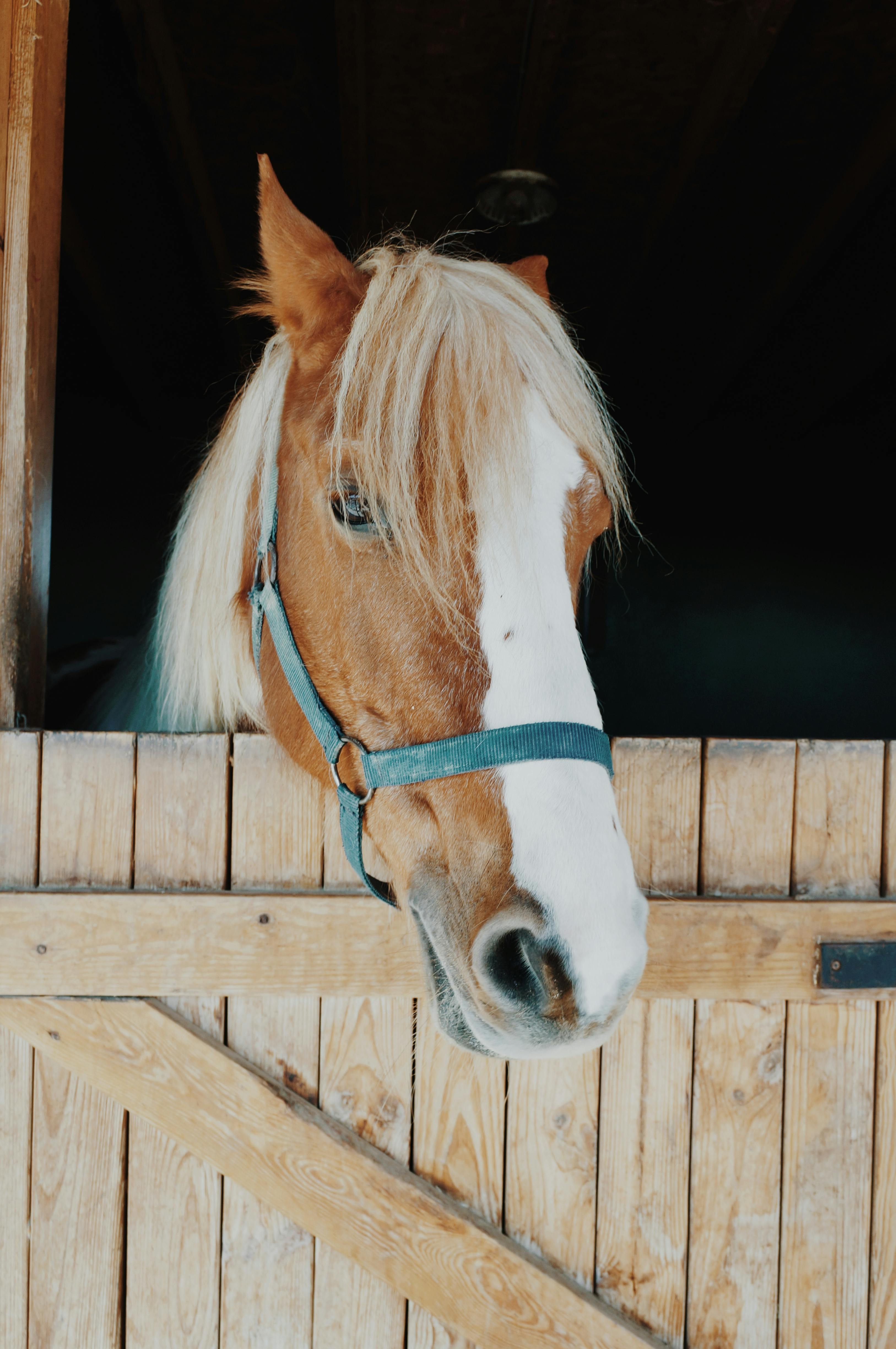 LITTLE HORSE WHITE - BROWN LADY · Free Stock Photo