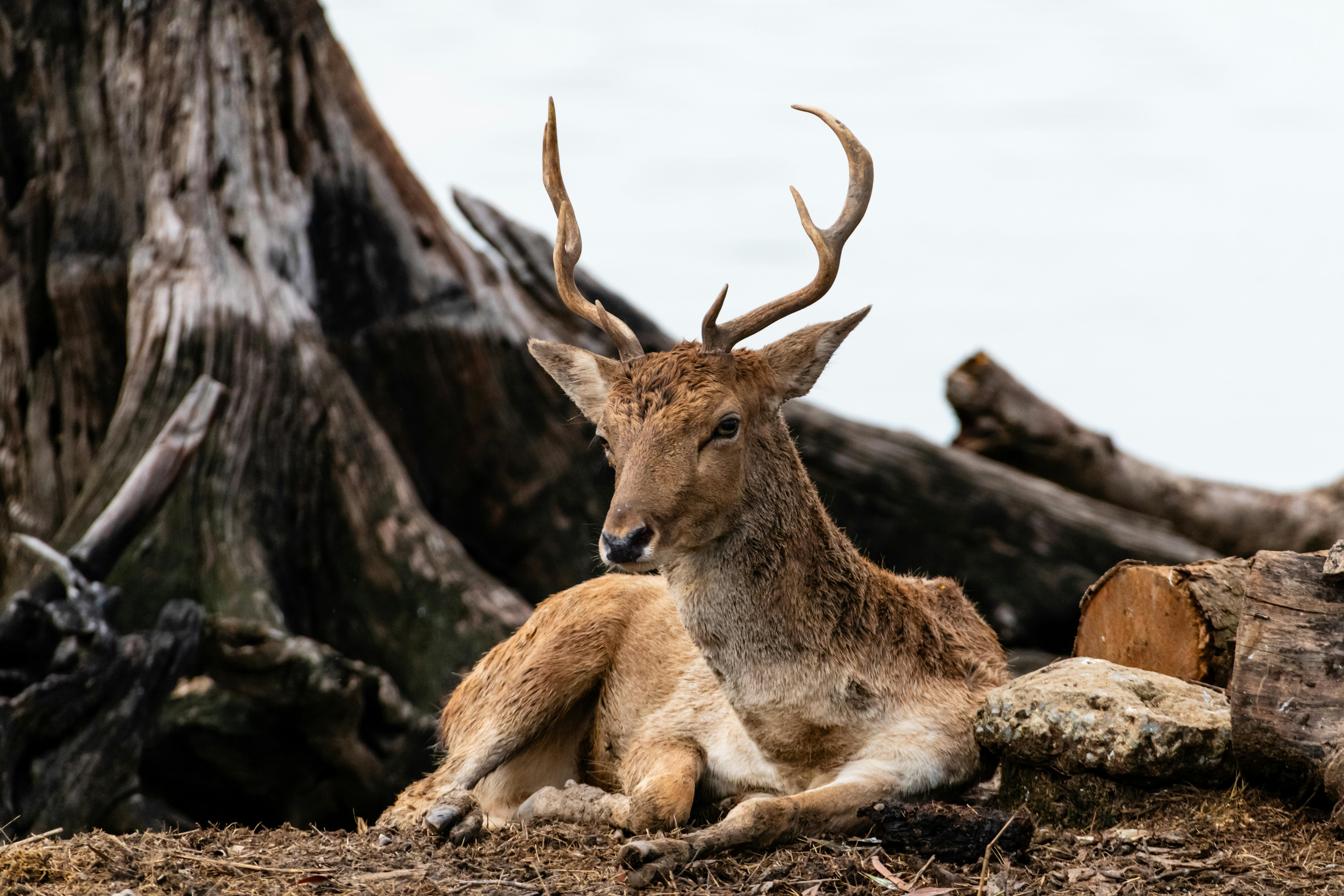 Buck Lying Down near Tree · Free Stock Photo