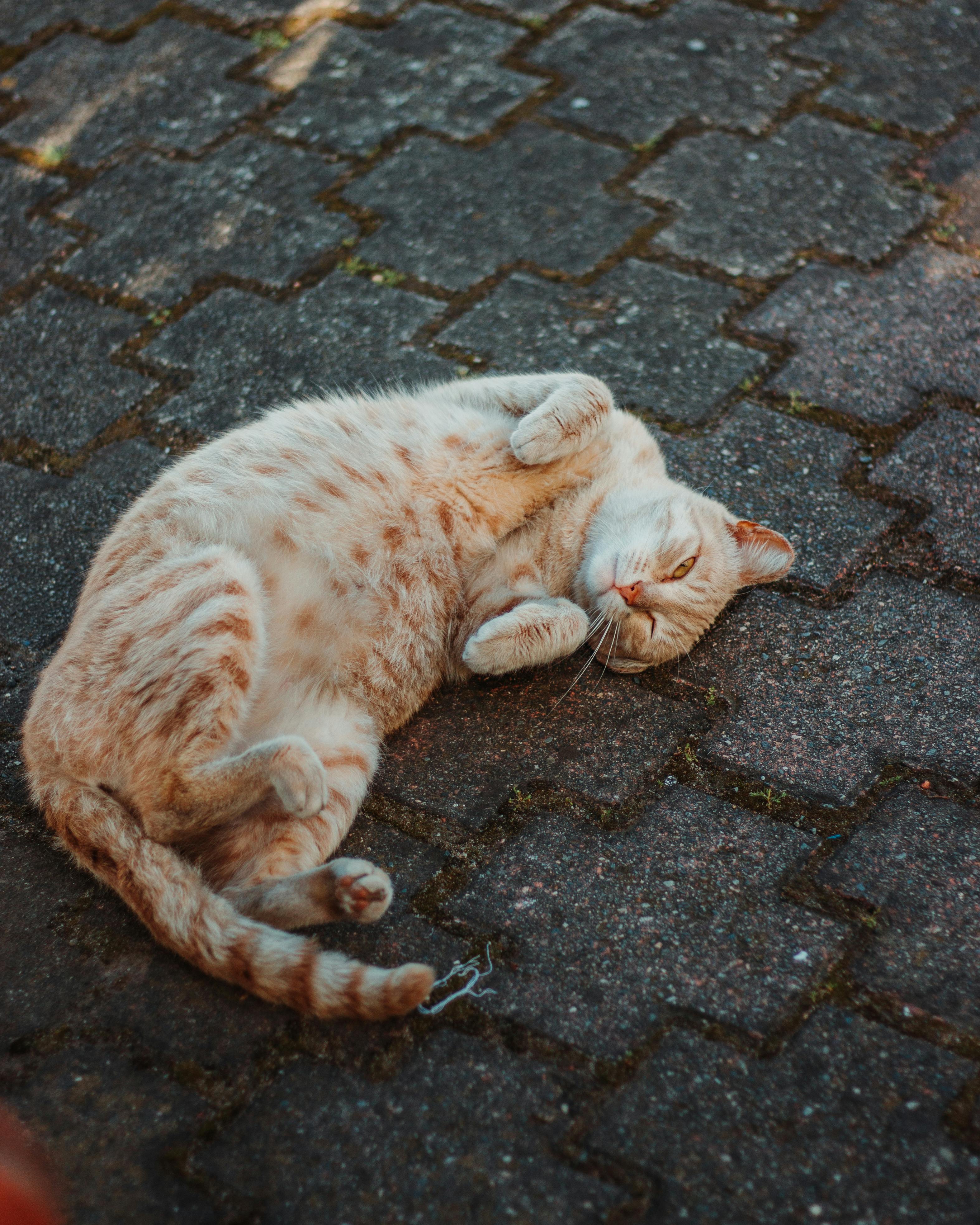 Tabby Ginger Kitten on Back · Free Stock Photo
