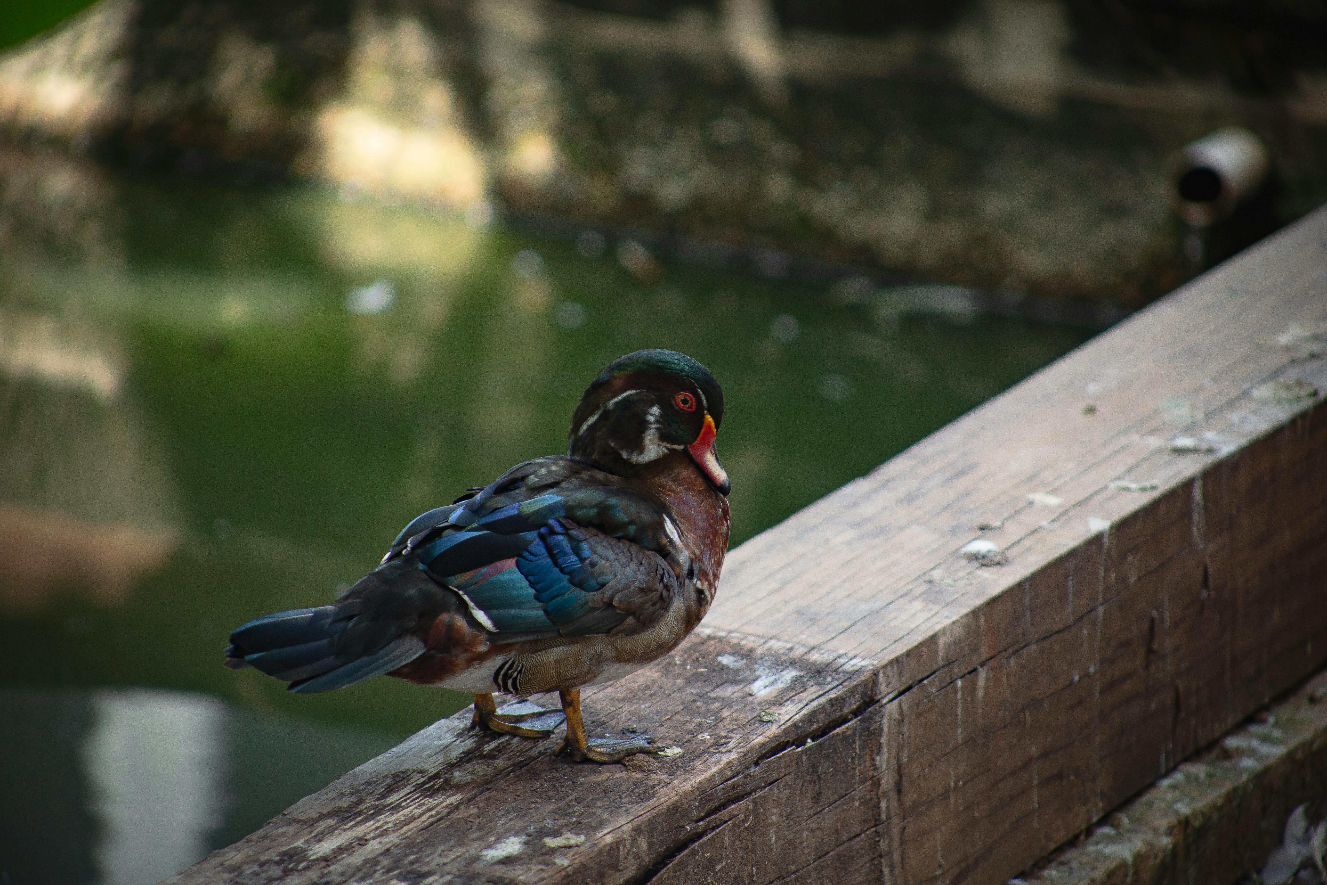 Close-up of a Duck Sitting on a Wooden Bridge Railing · Free Stock Photo