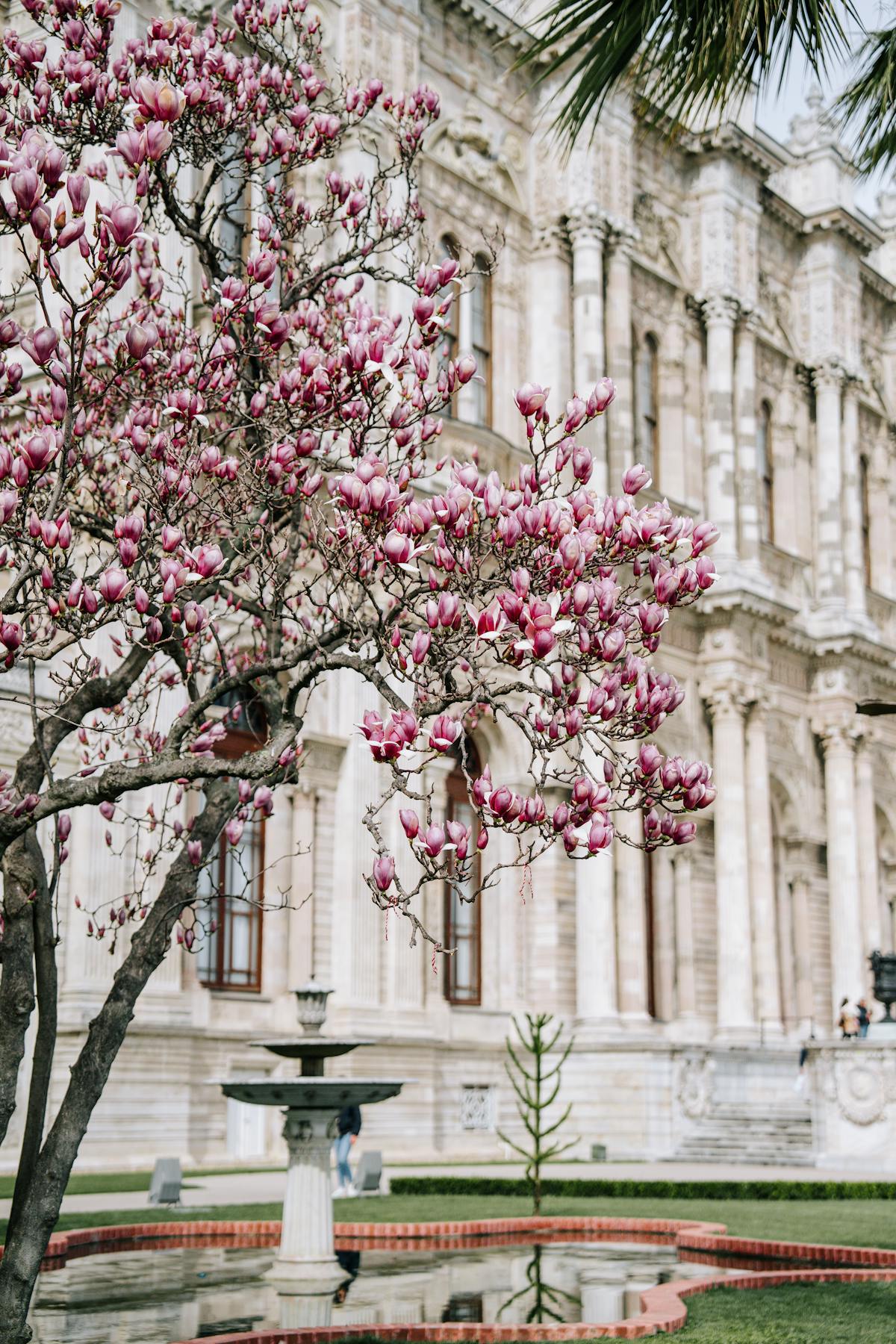 Southern Magnolia Photos, Download The BEST Free Southern Magnolia ...