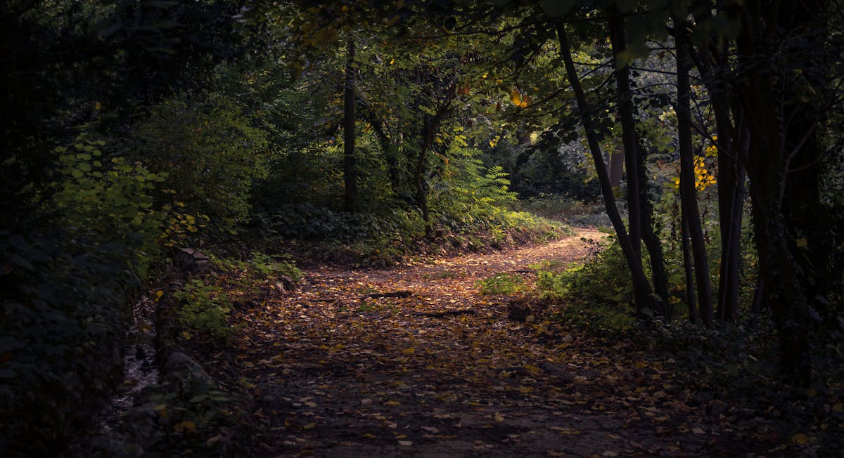 Forest Path Photos, Download The BEST Free Forest Path Stock Photos ...