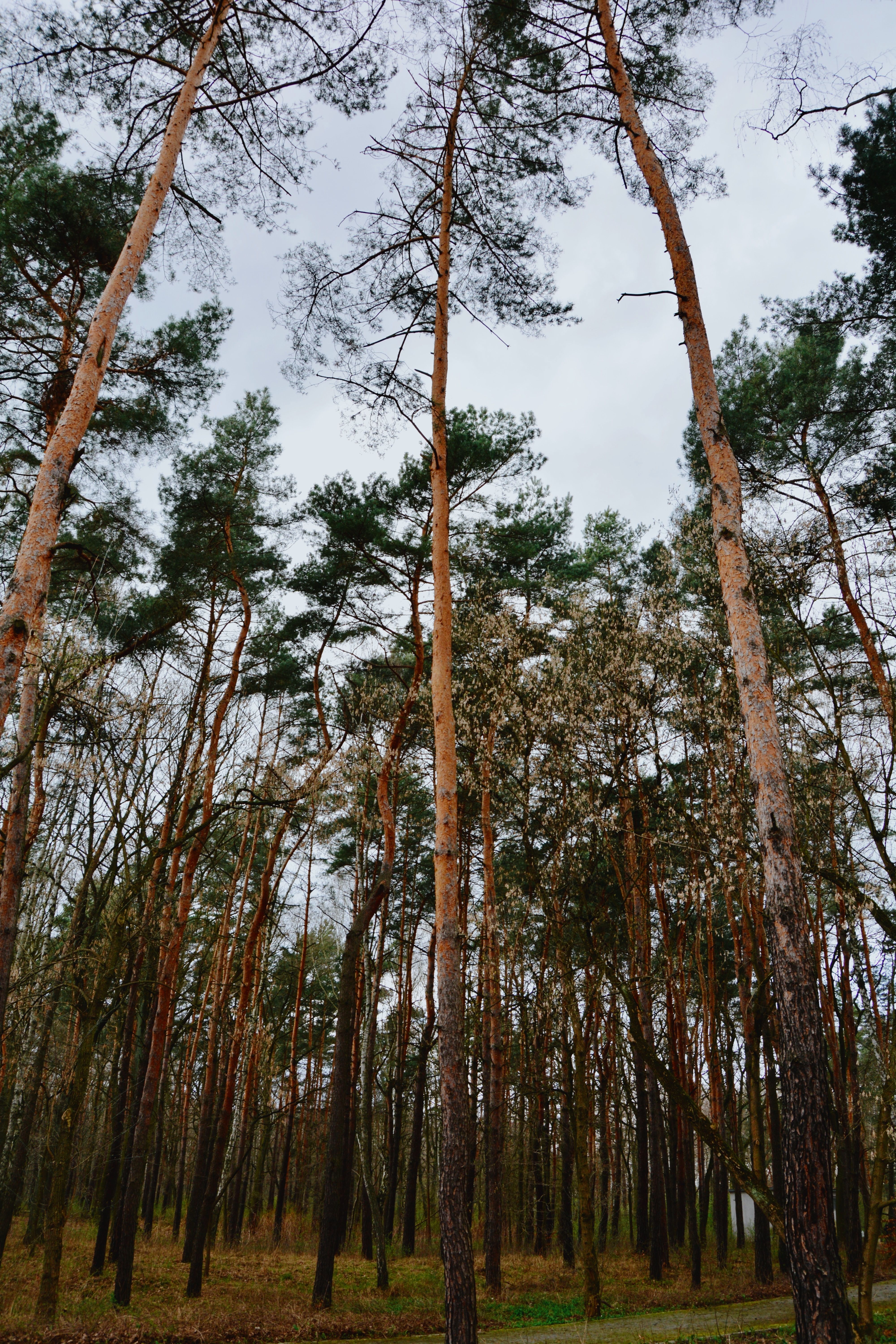 Tall Trees in Coniferous Forest · Free Stock Photo