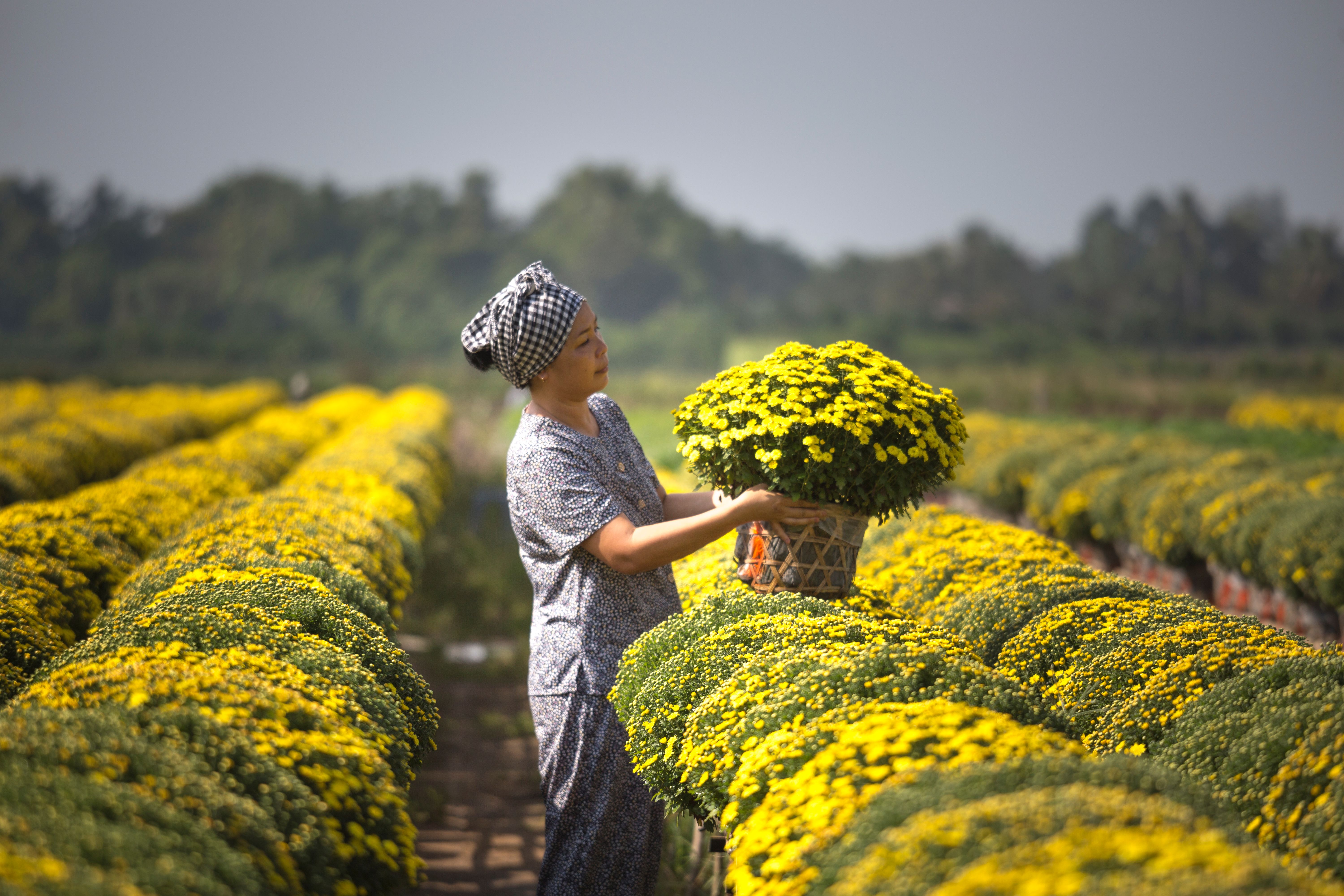 Woman Dropping Seeds on Pile · Free Stock Photo