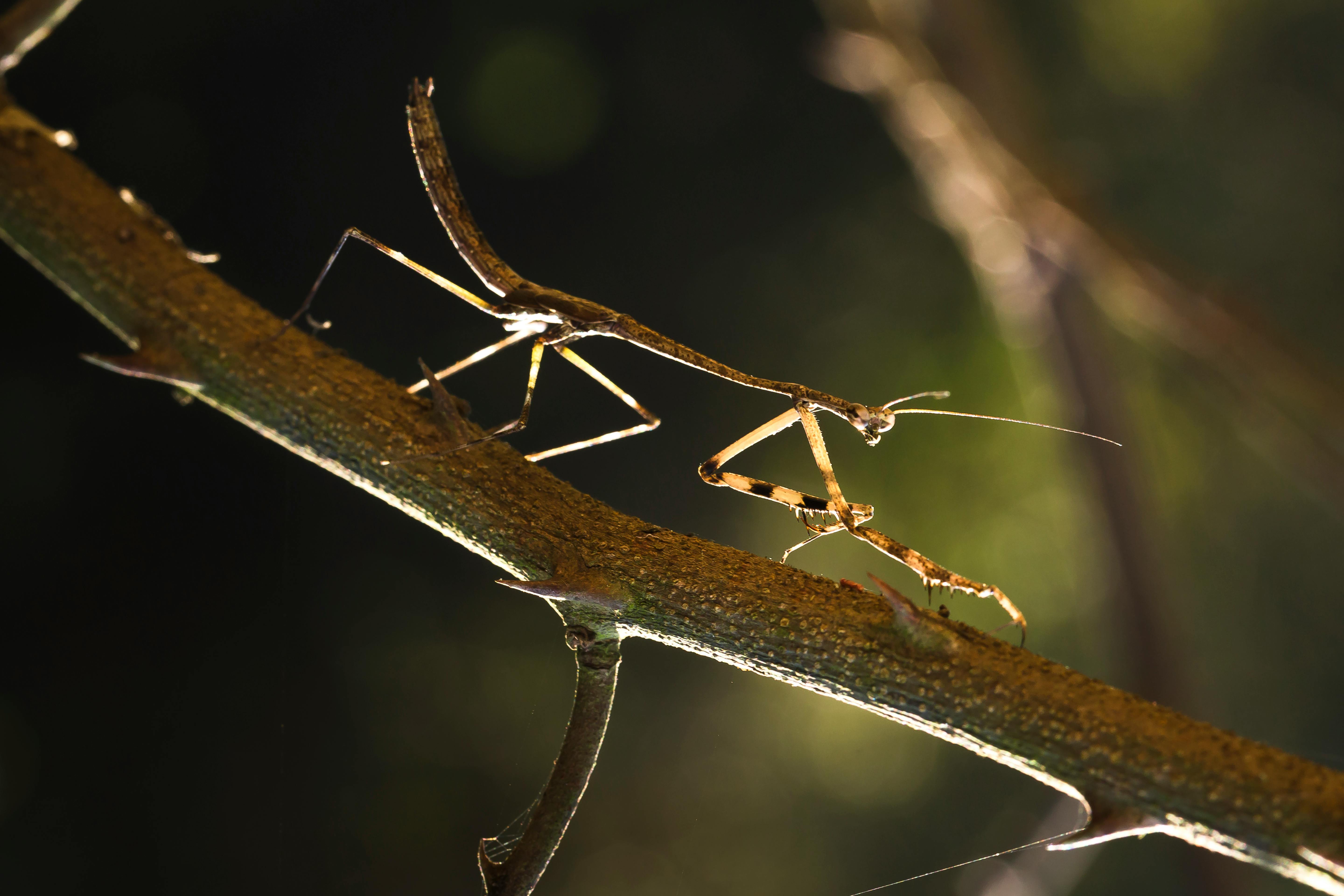 Close-up Photo of Brown Praying Mantis on a Branch · Free Stock Photo