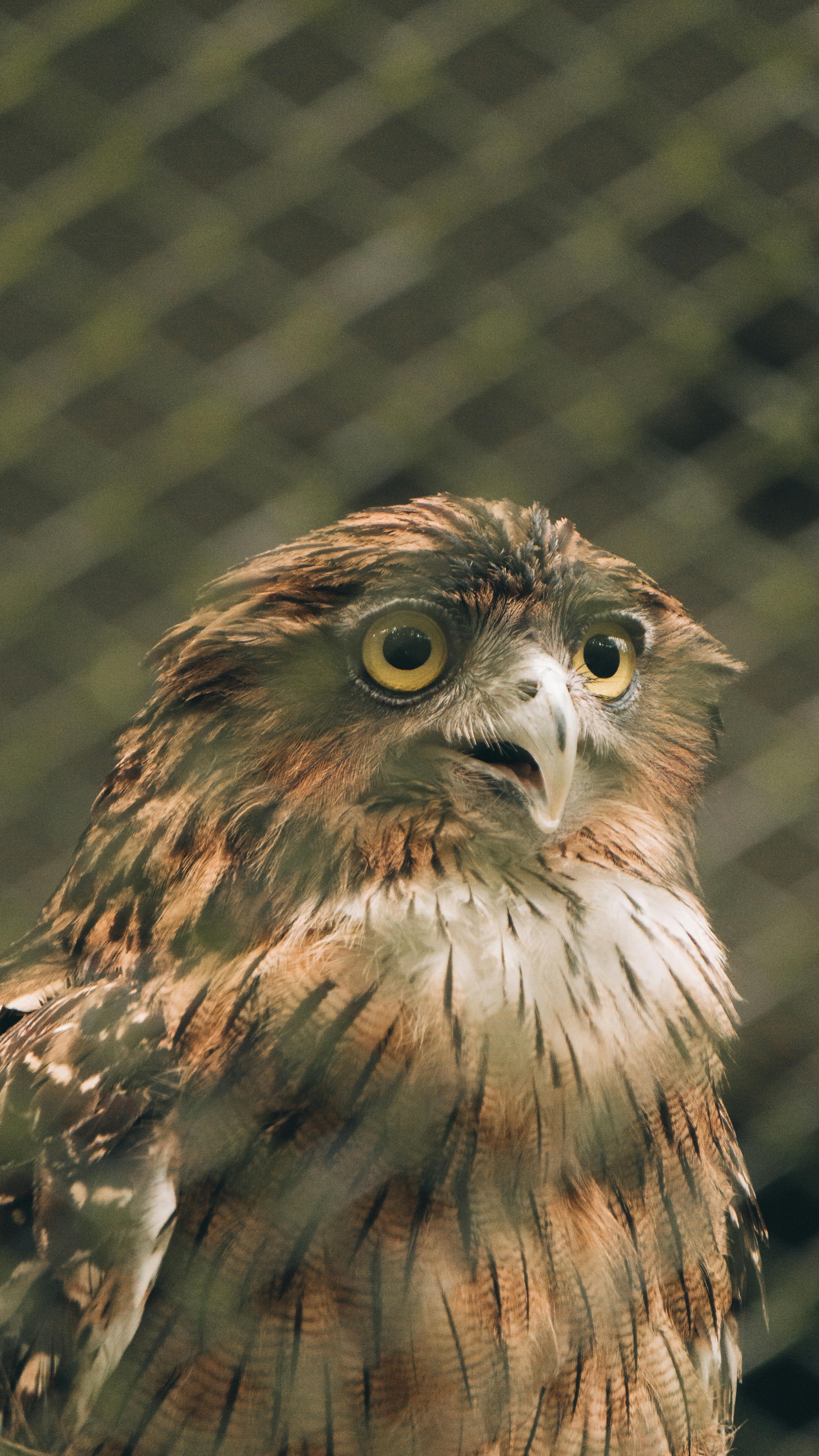 A Philippine Eagle-Owl · Free Stock Photo