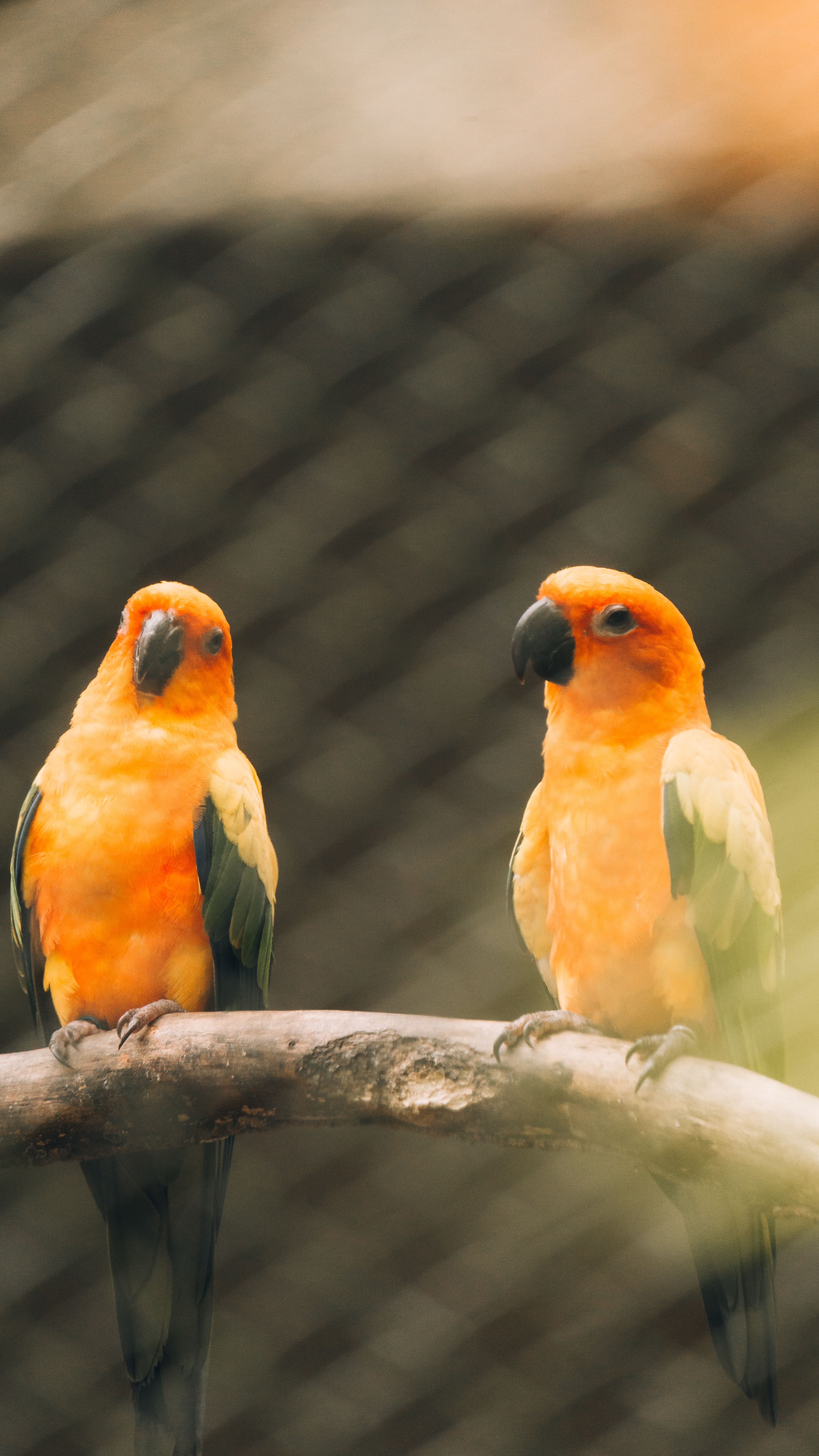 Sun Conures in a Zoo · Free Stock Photo