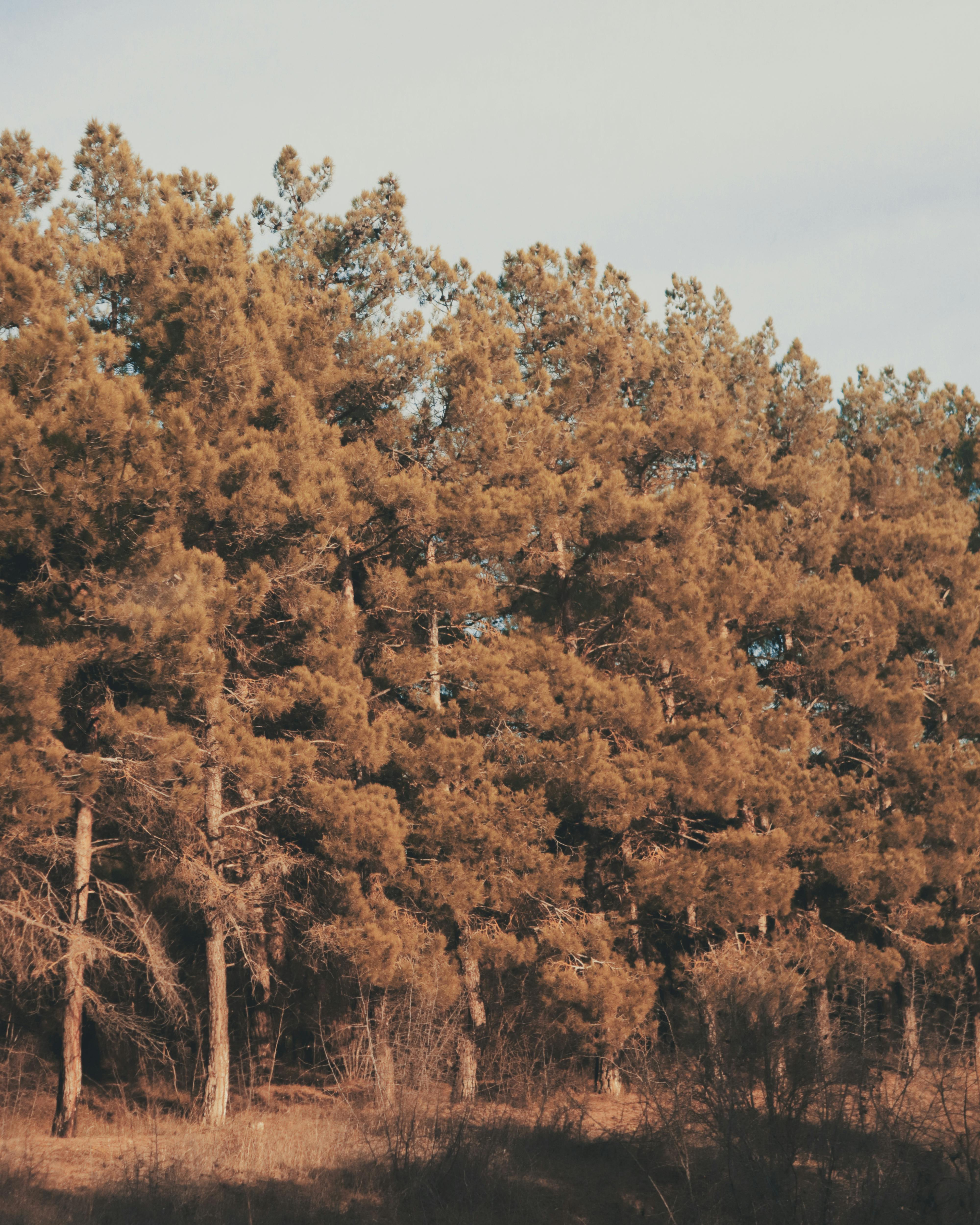 Row of Conifers at the Edge of a Clearing · Free Stock Photo