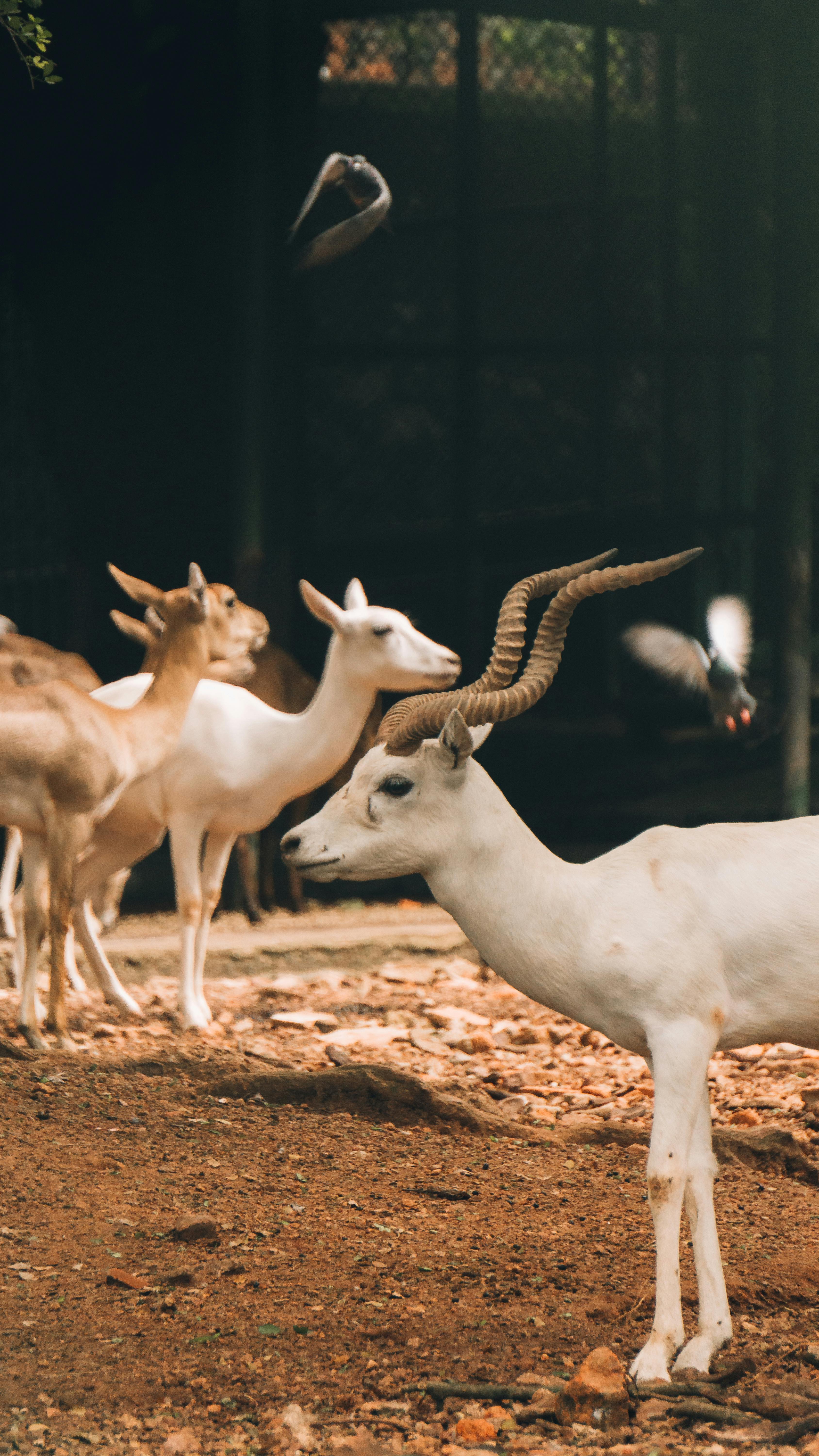 Albino Antelope in the Zoo Enclosure · Free Stock Photo