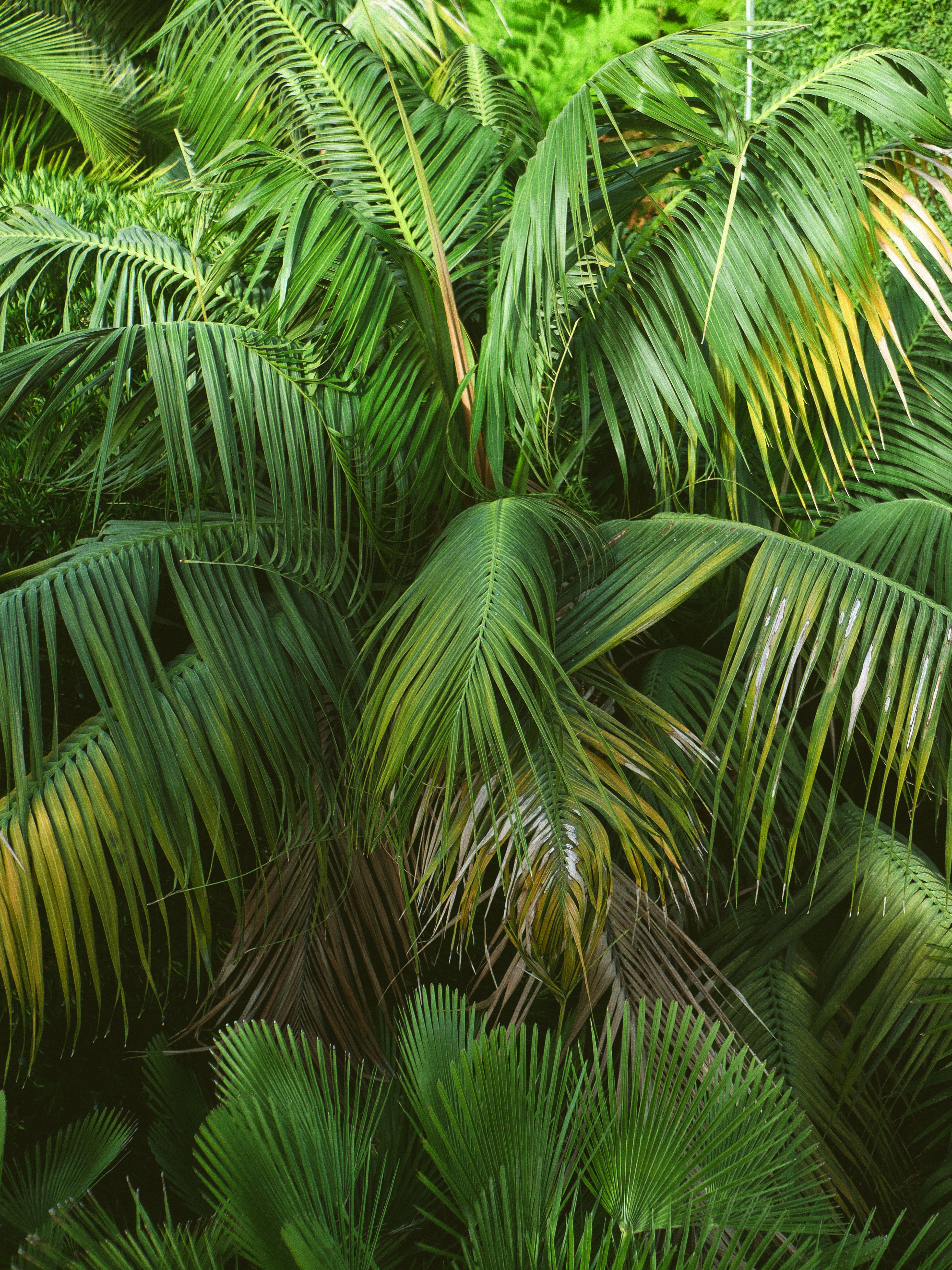 A Tropical Tree · Free Stock Photo