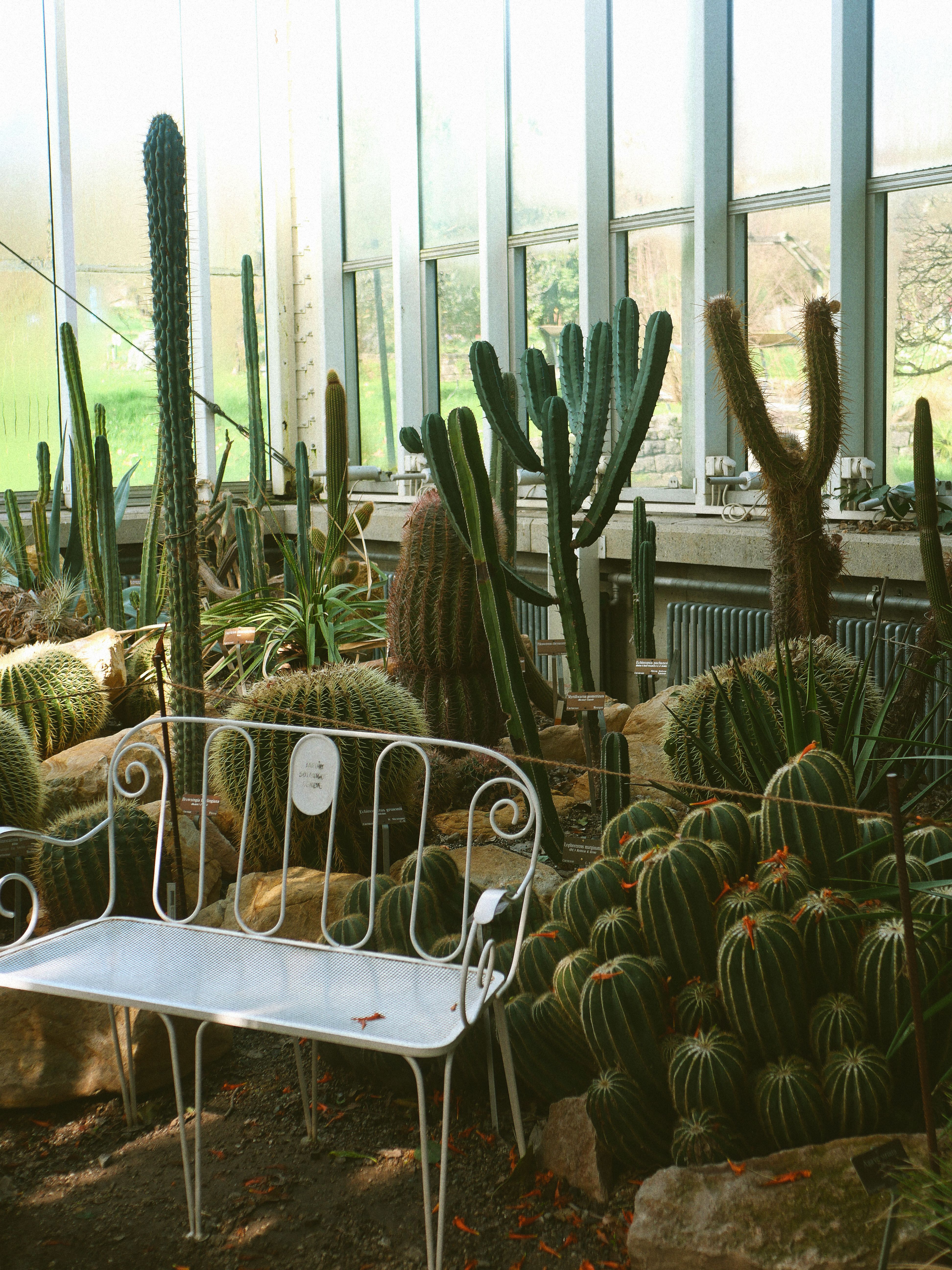 Display of Cacti in the Greenhouse · Free Stock Photo