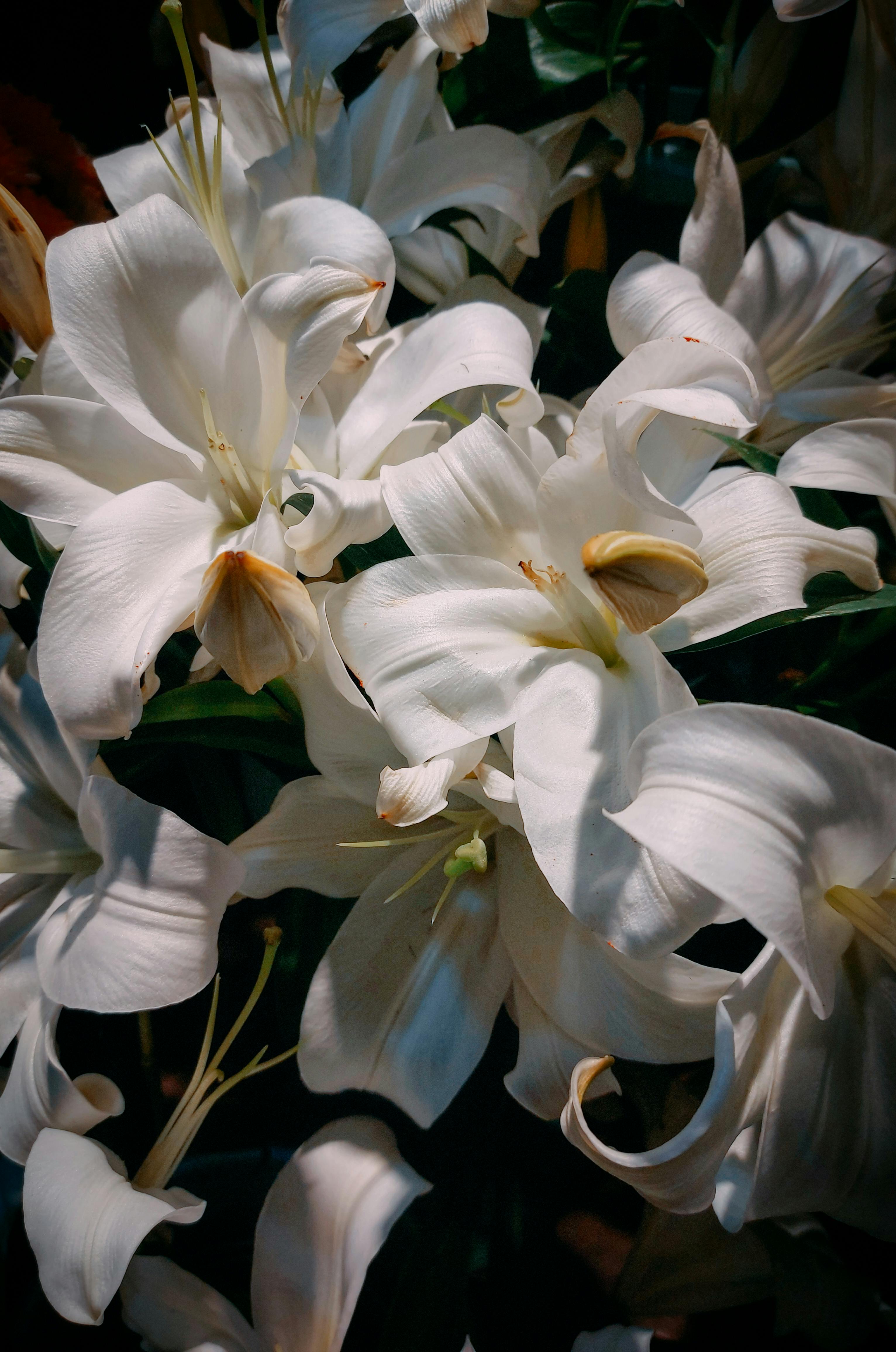 A close up of a bunch of white lilies · Free Stock Photo