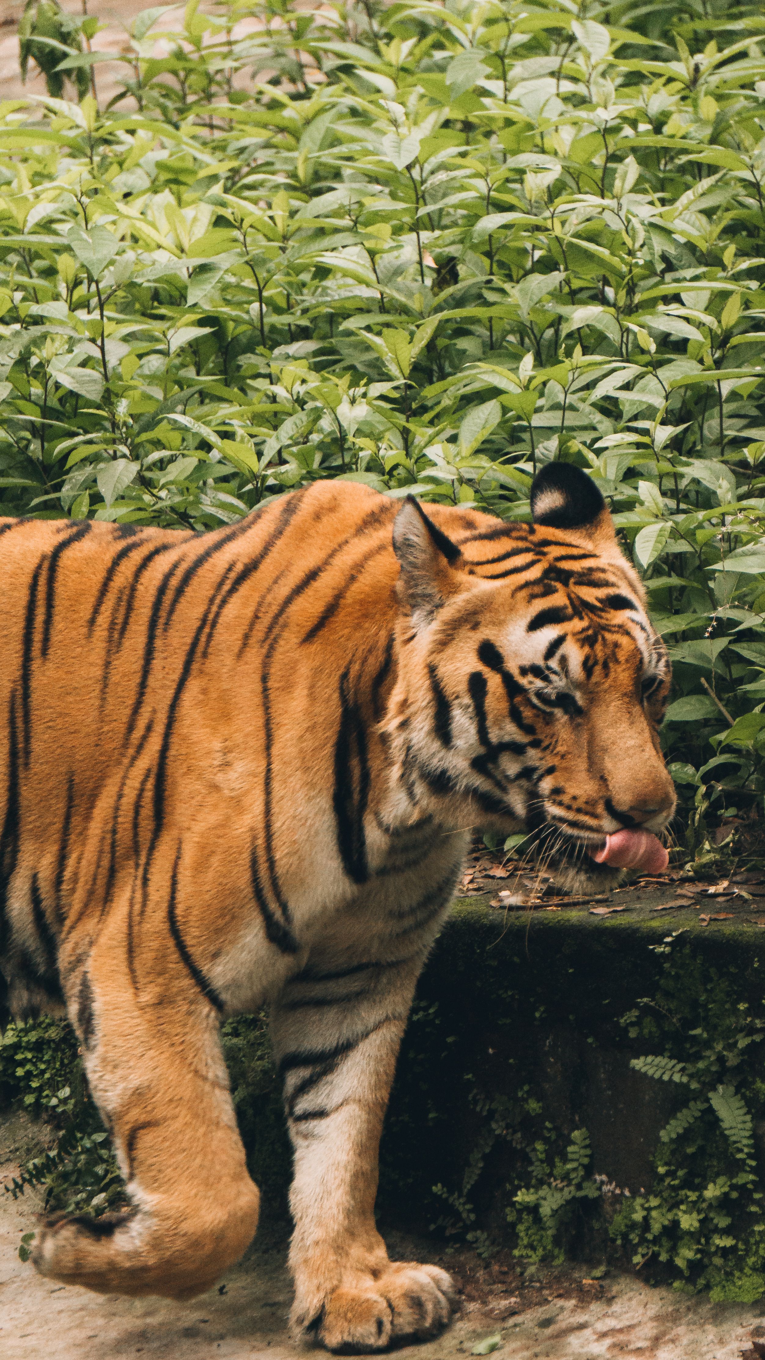 Orange and Black Bengal Tiger Walking on Green Grass Field during ...