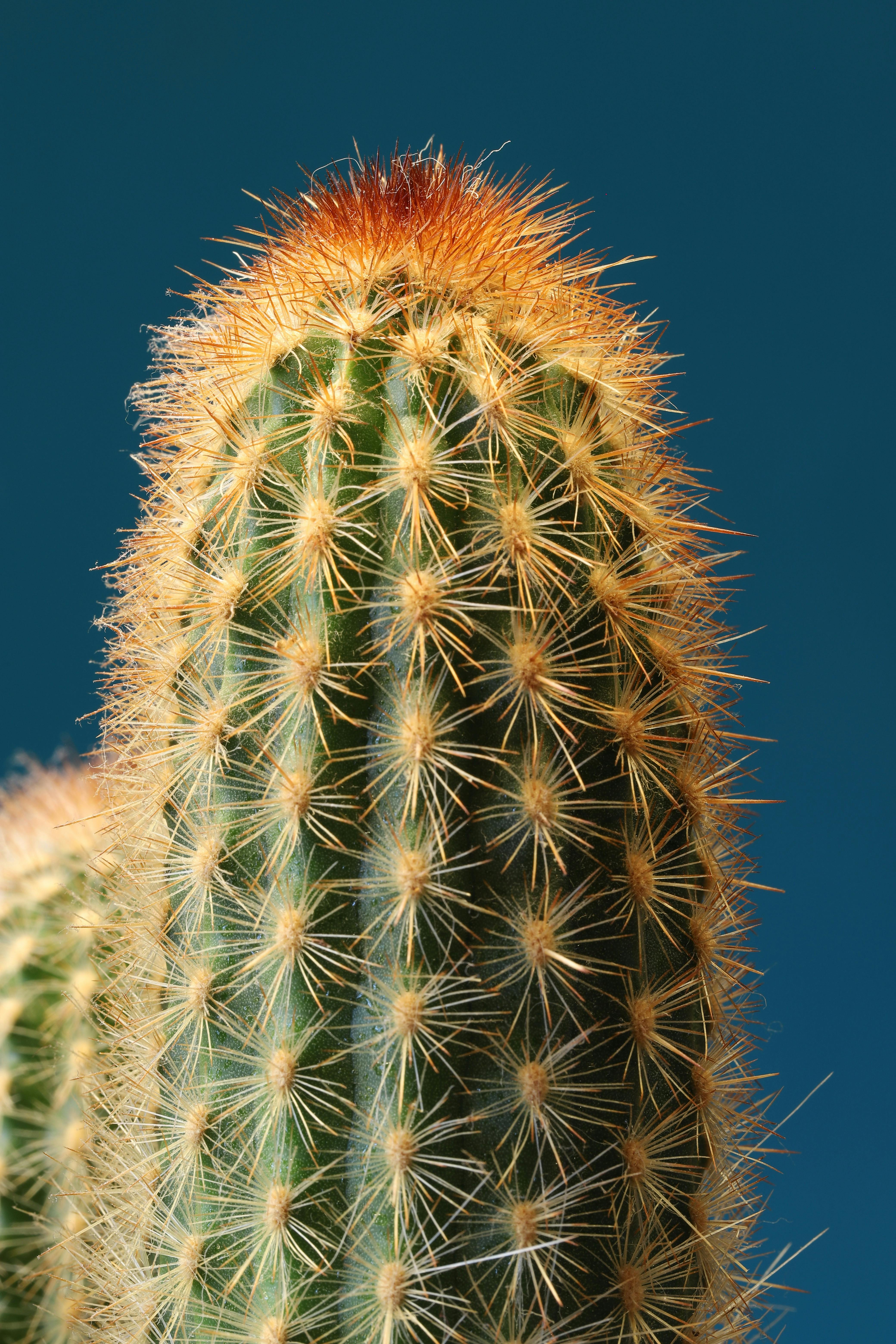 Green Cactus Plant Close-up Photography · Free Stock Photo