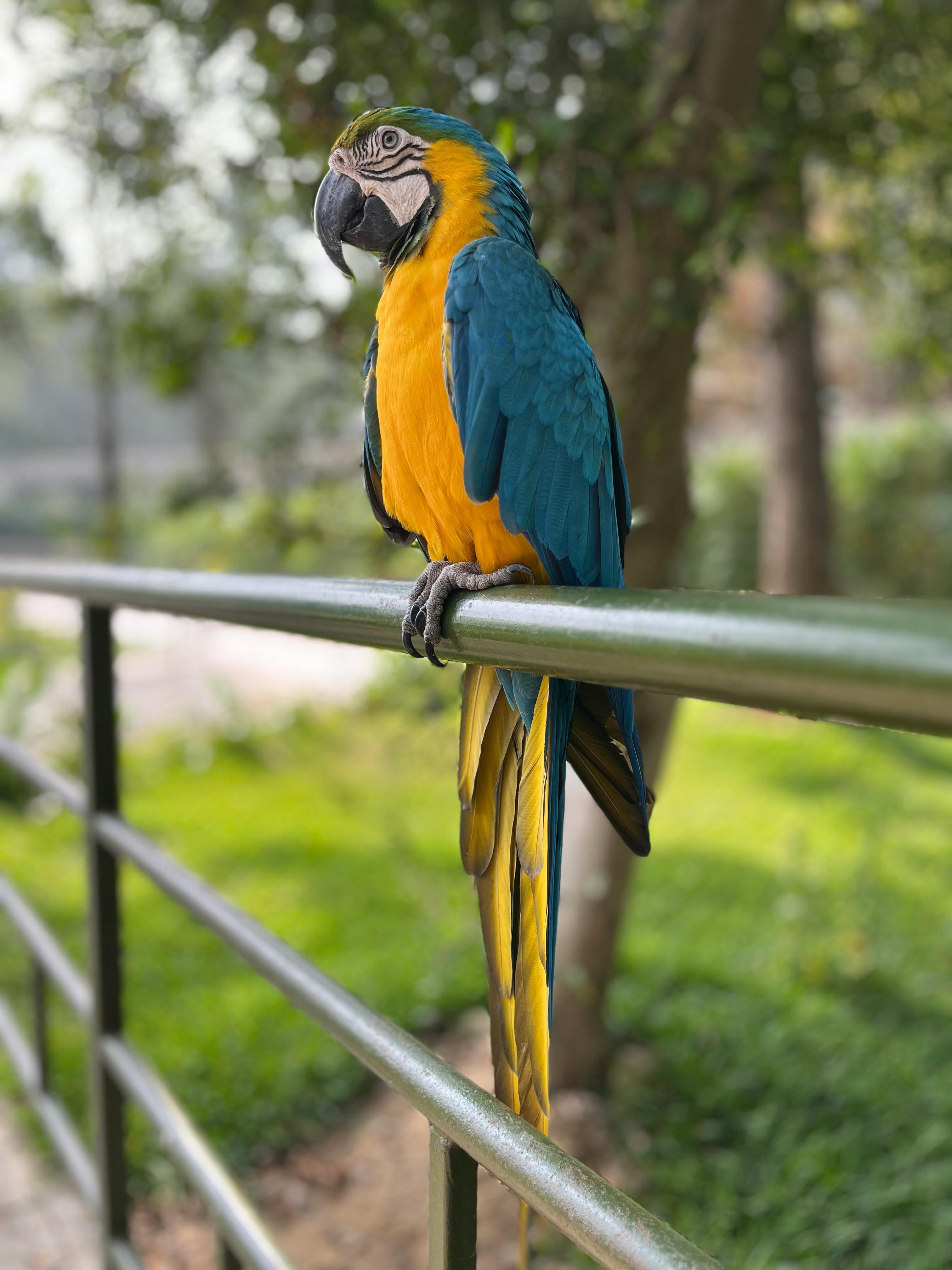 Macaw Parrot Perching on Bar of Railing at Park · Free Stock Photo