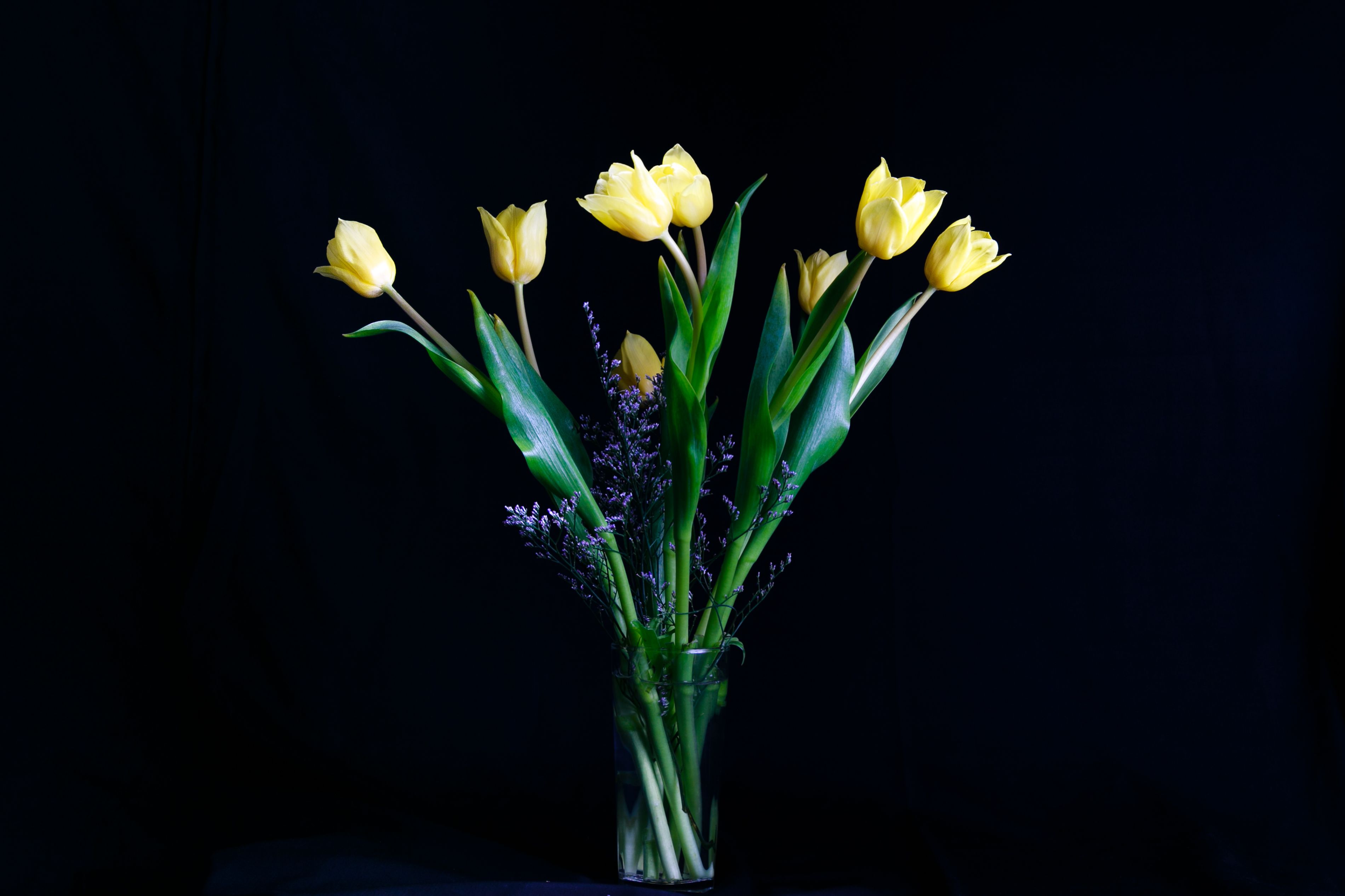 Bunga Tulip Kuning · Foto Stok Gratis