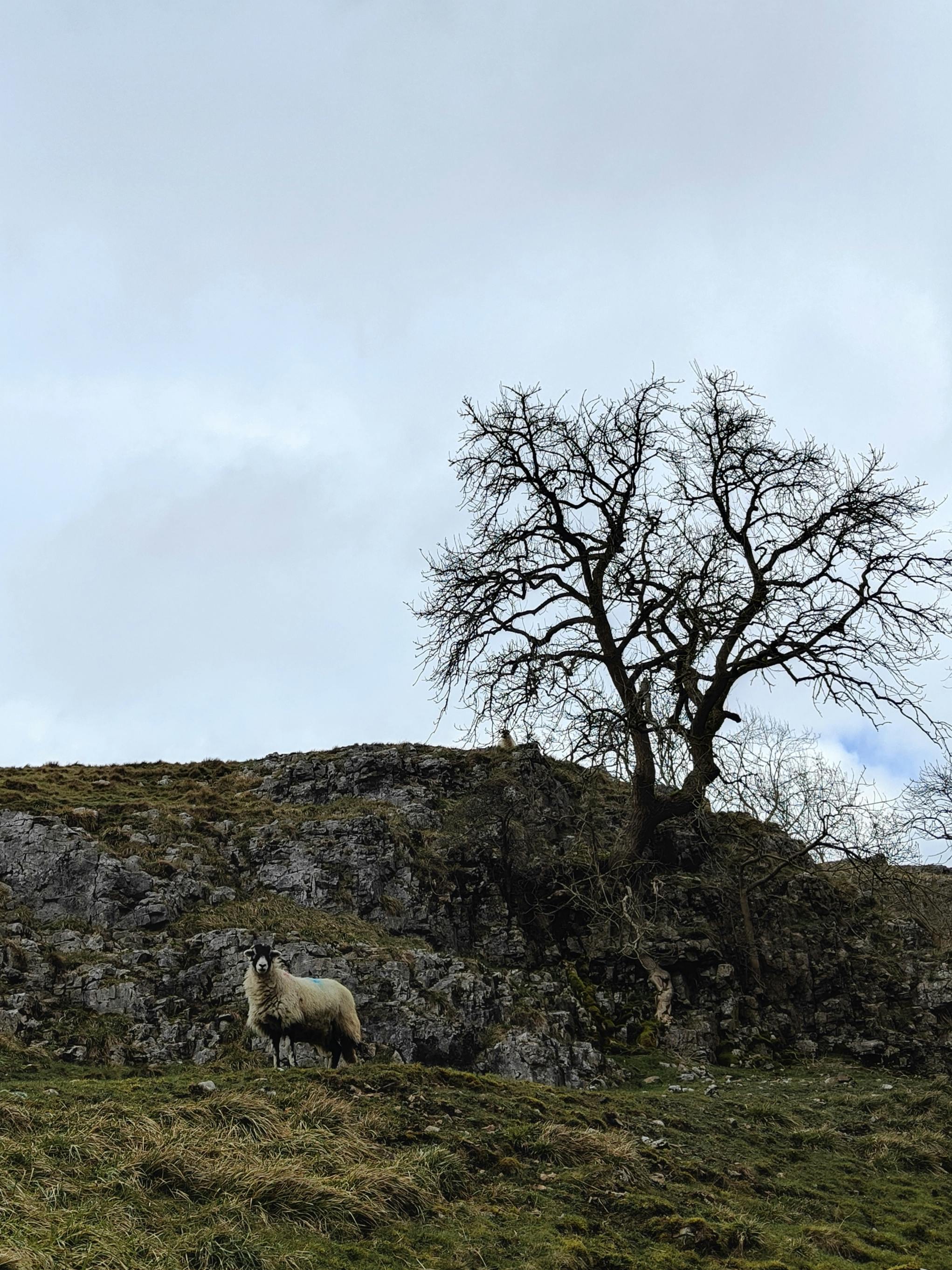 One Lone Sheep · Free Stock Photo