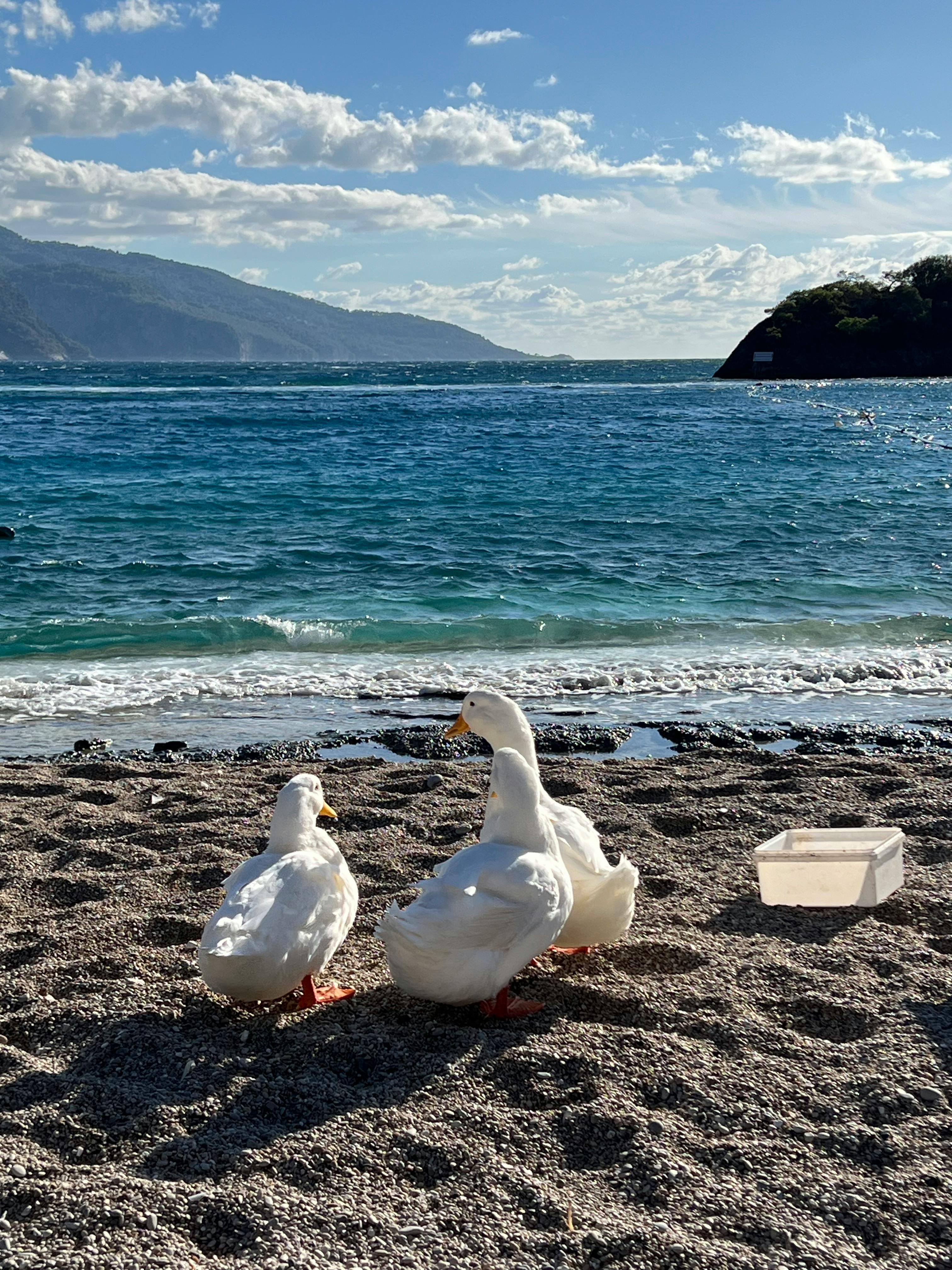 Ducks on Beach · Free Stock Photo