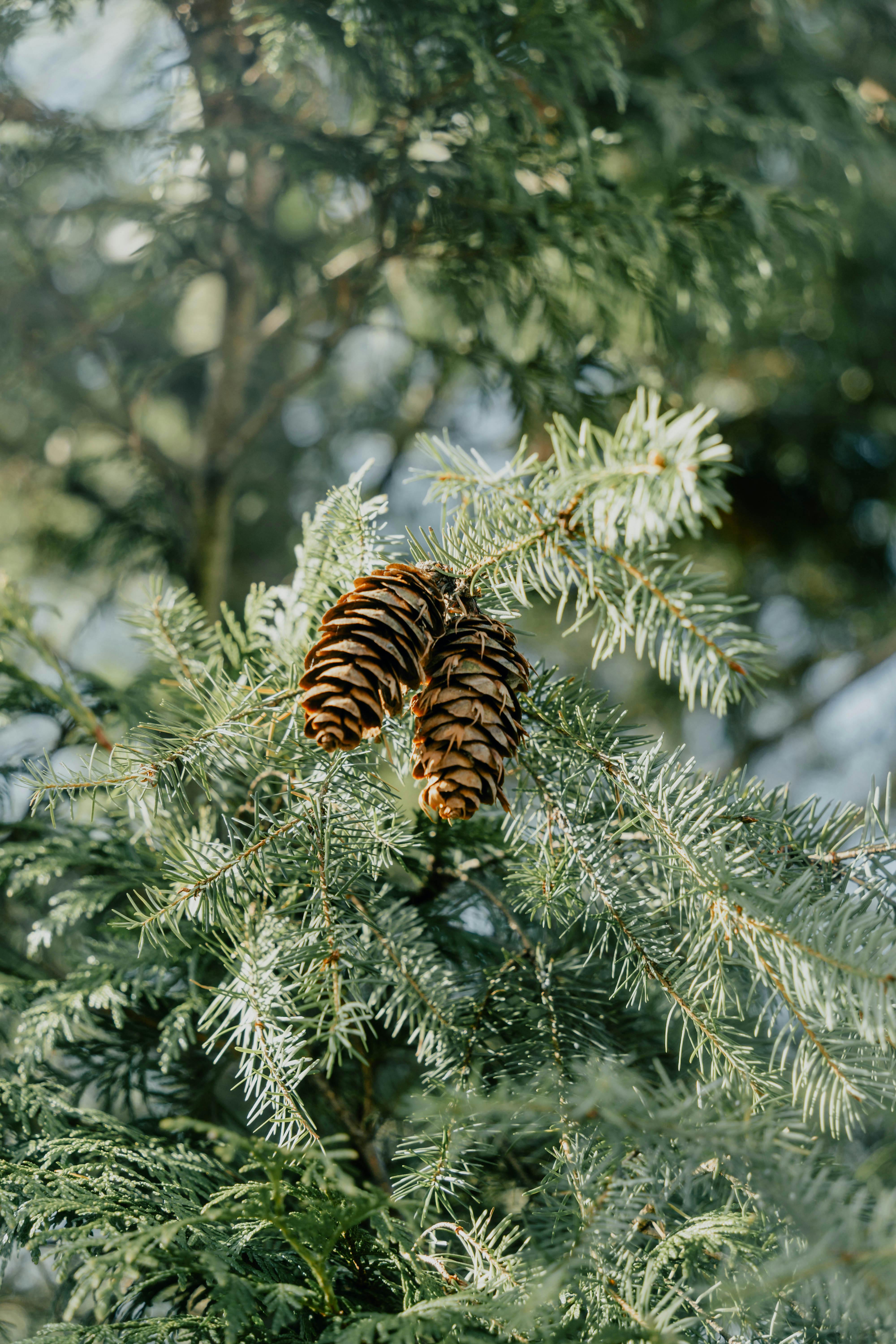 Pine Cones on Tree · Free Stock Photo