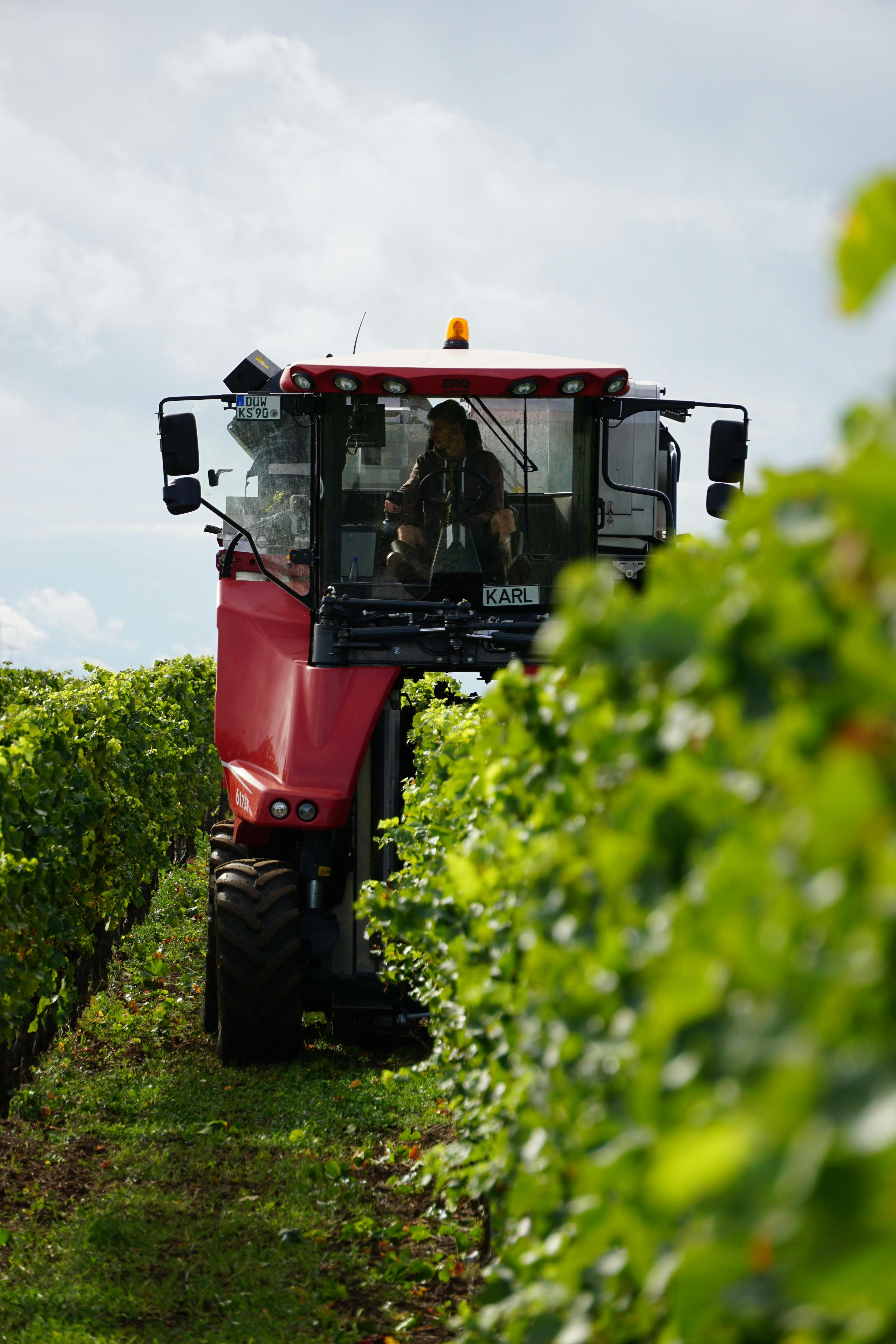 A Tractor Harvesting Grapes in a Vineyard · Free Stock Photo