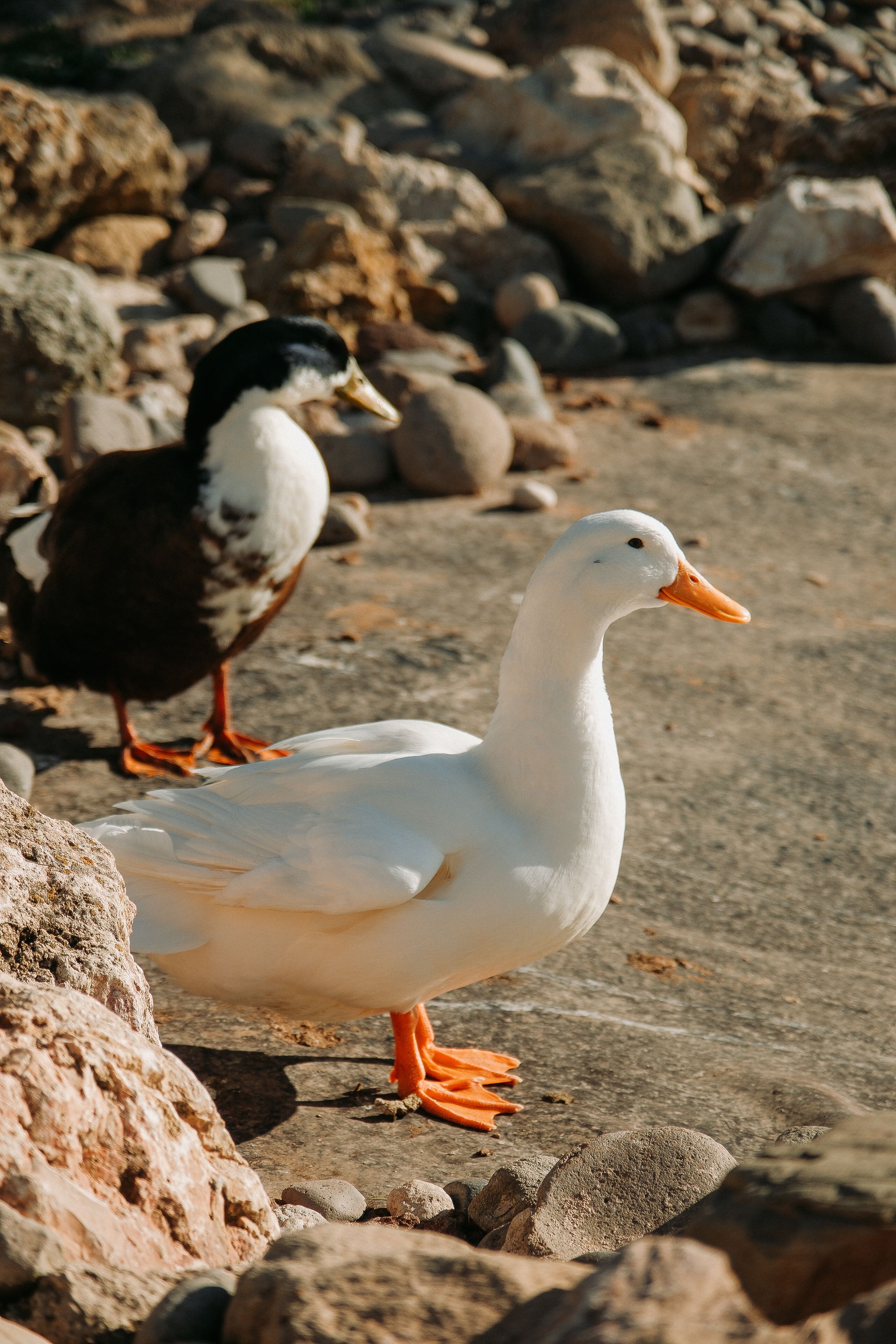 Ducks on a Beach · Free Stock Photo