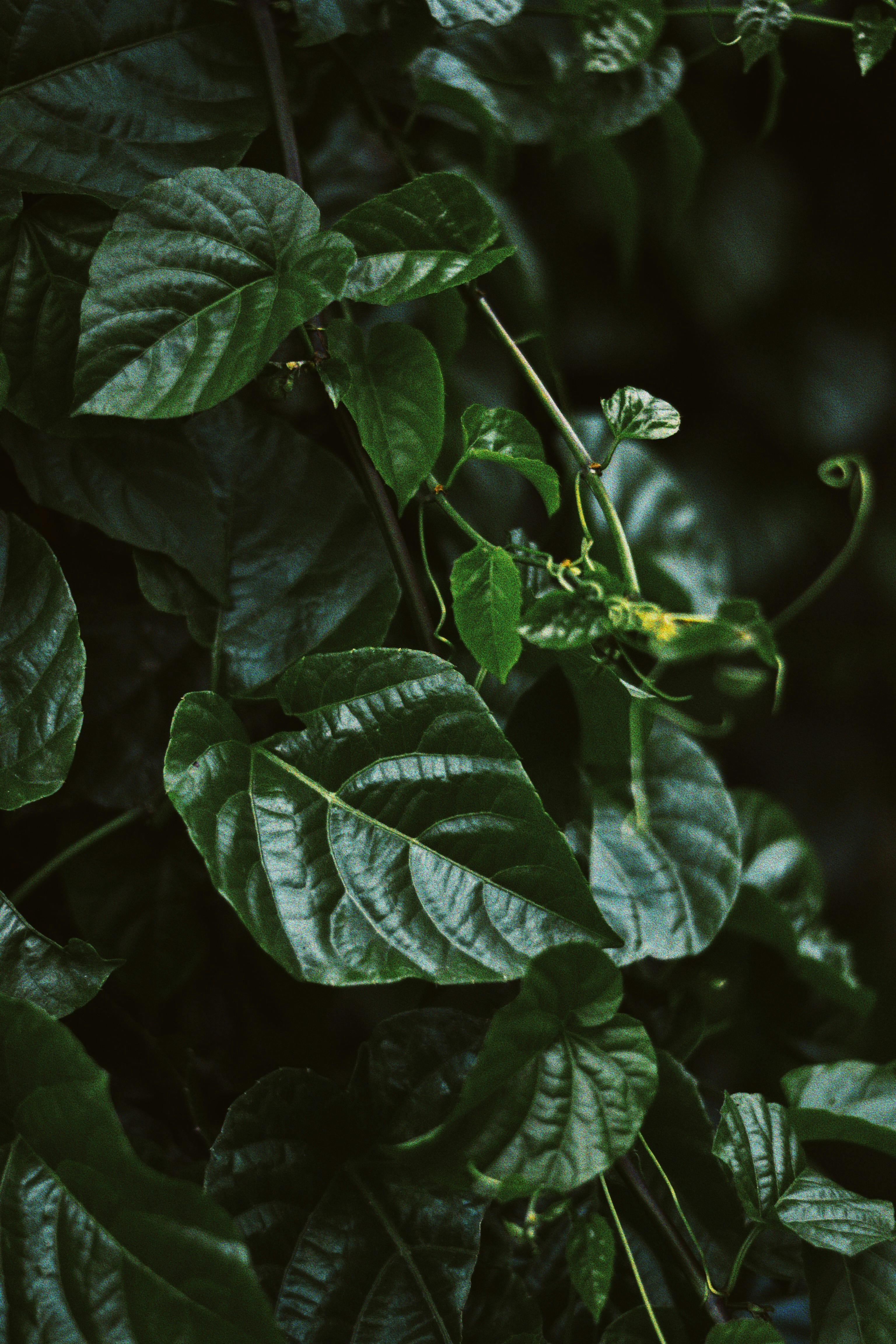 Photography of Leaves · Free Stock Photo