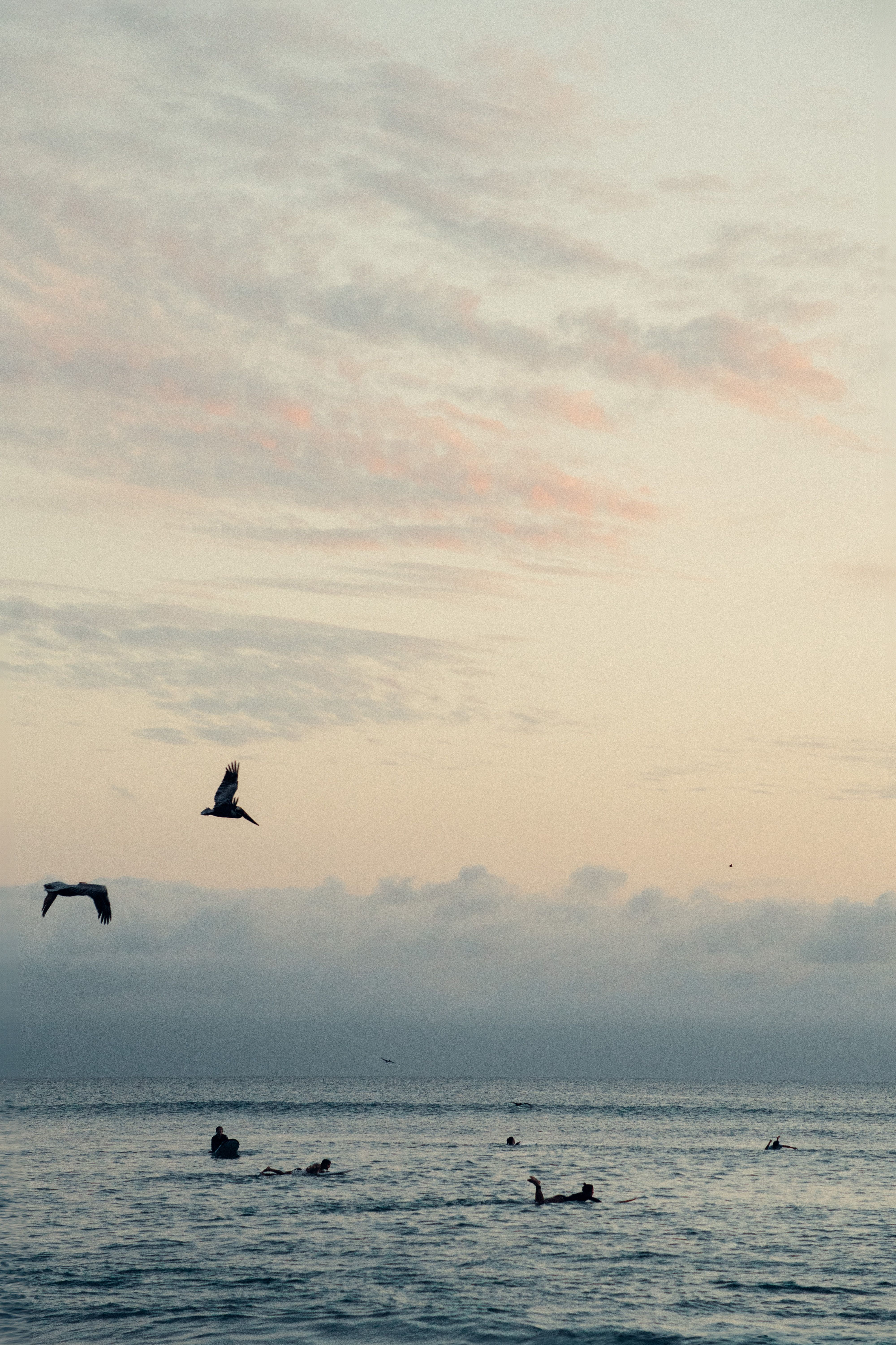 Birds Flying over People Swimming in the Sea at Dusk · Free Stock Photo