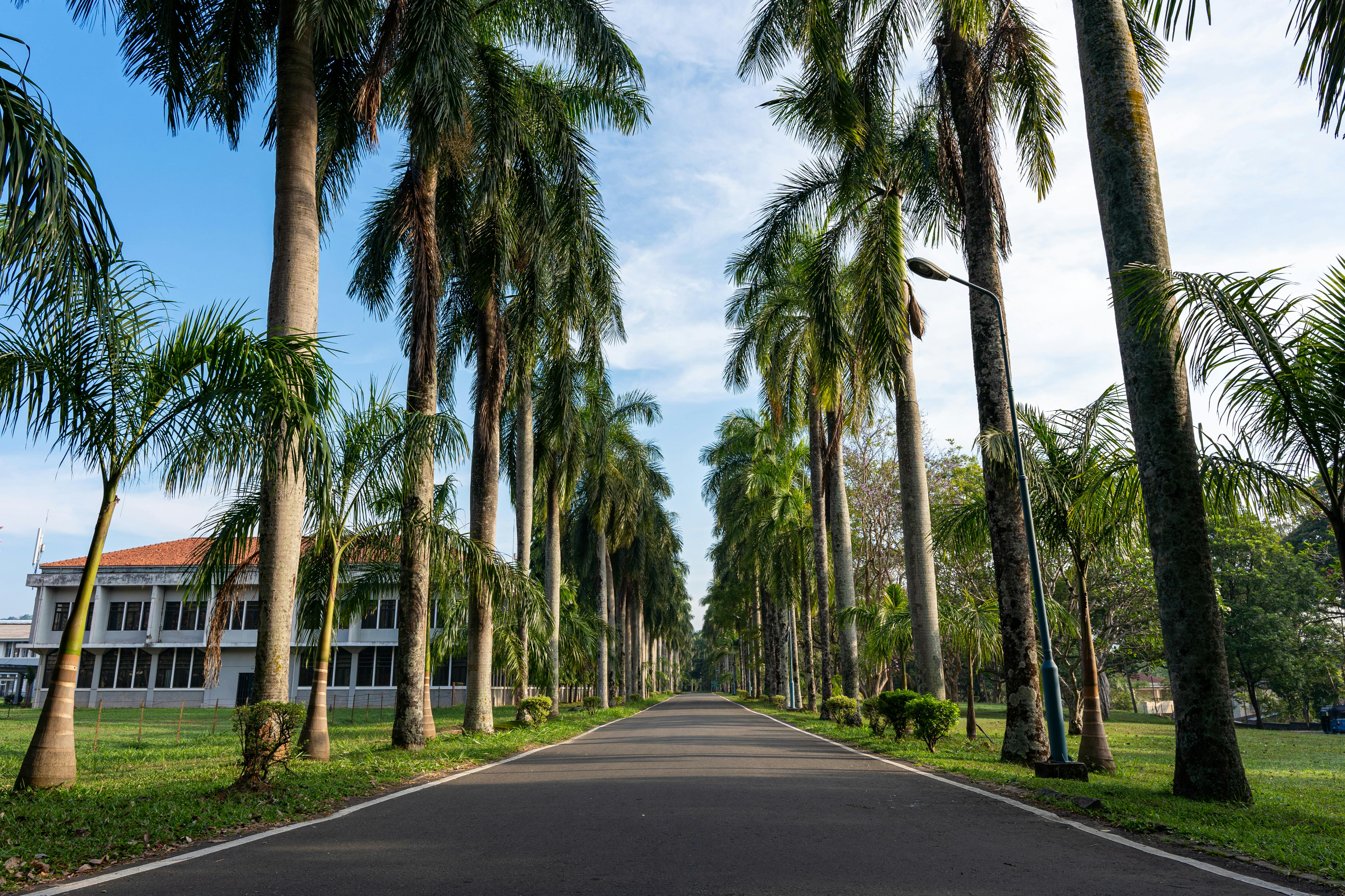 Zoomhaikei Allee Photos, Download The BEST Free Zoomhaikei Allee Stock ...