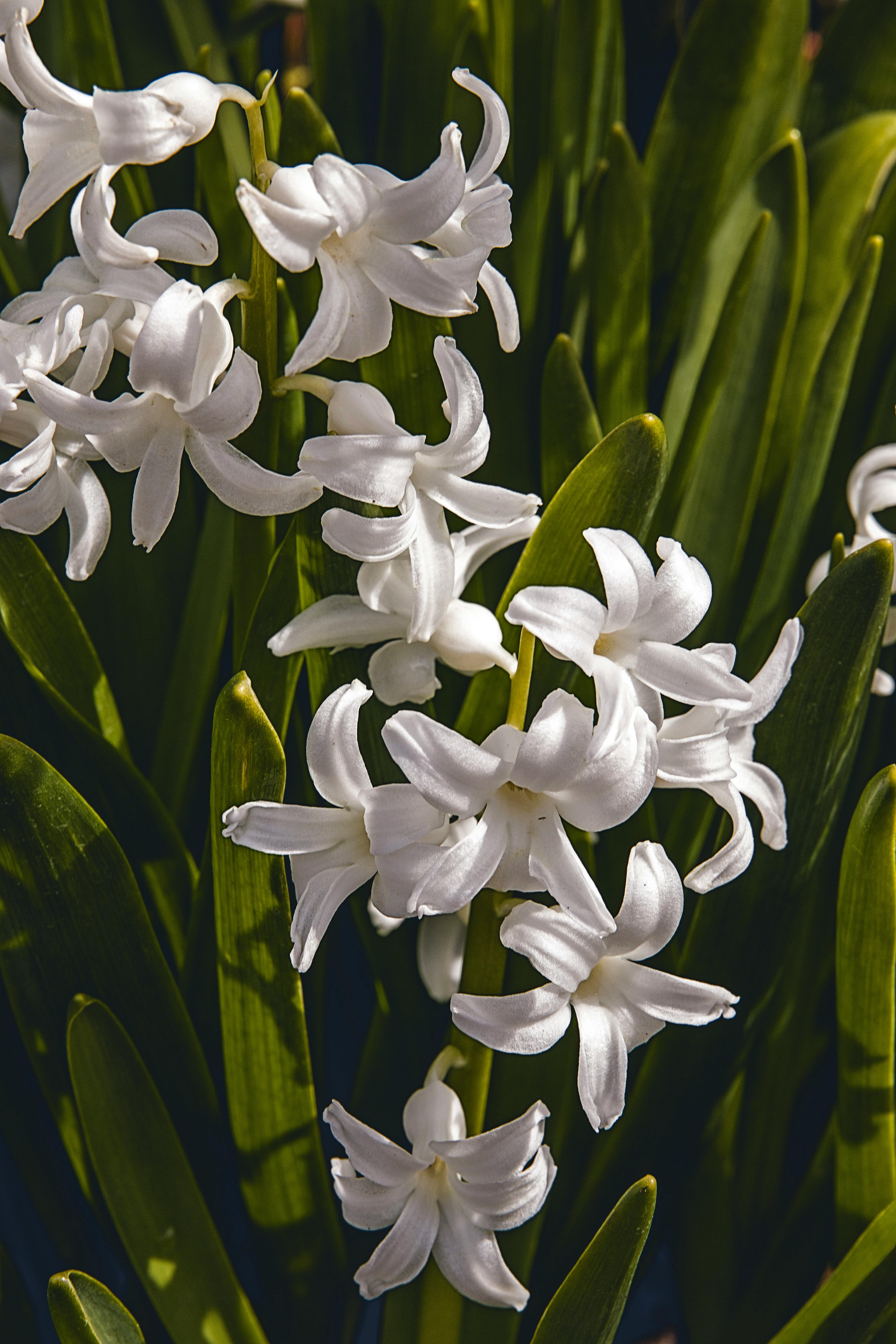 Close-up of White Hyacinths in Bloom · Free Stock Photo