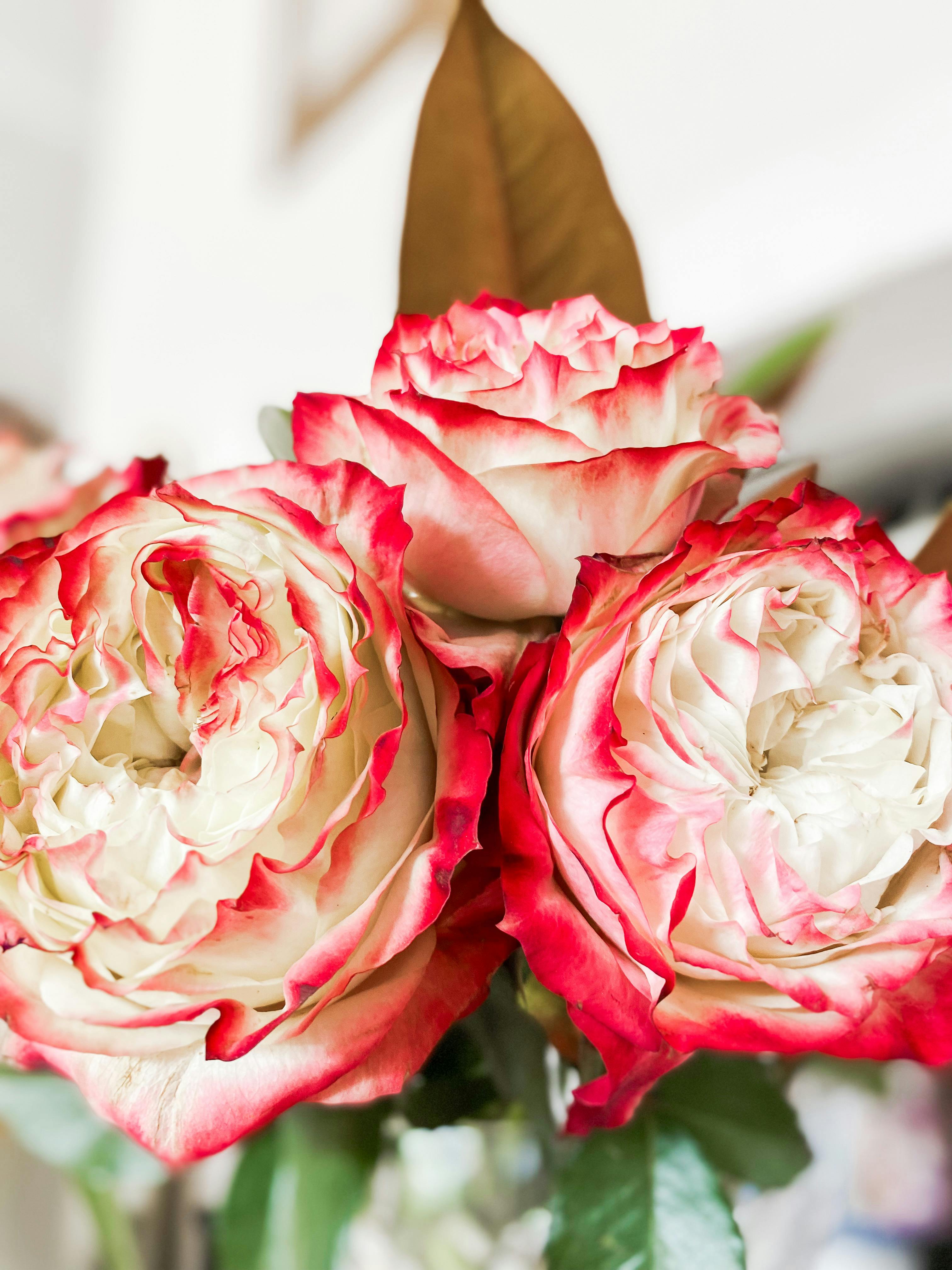 Close-Up Photo of Three Roses · Free Stock Photo