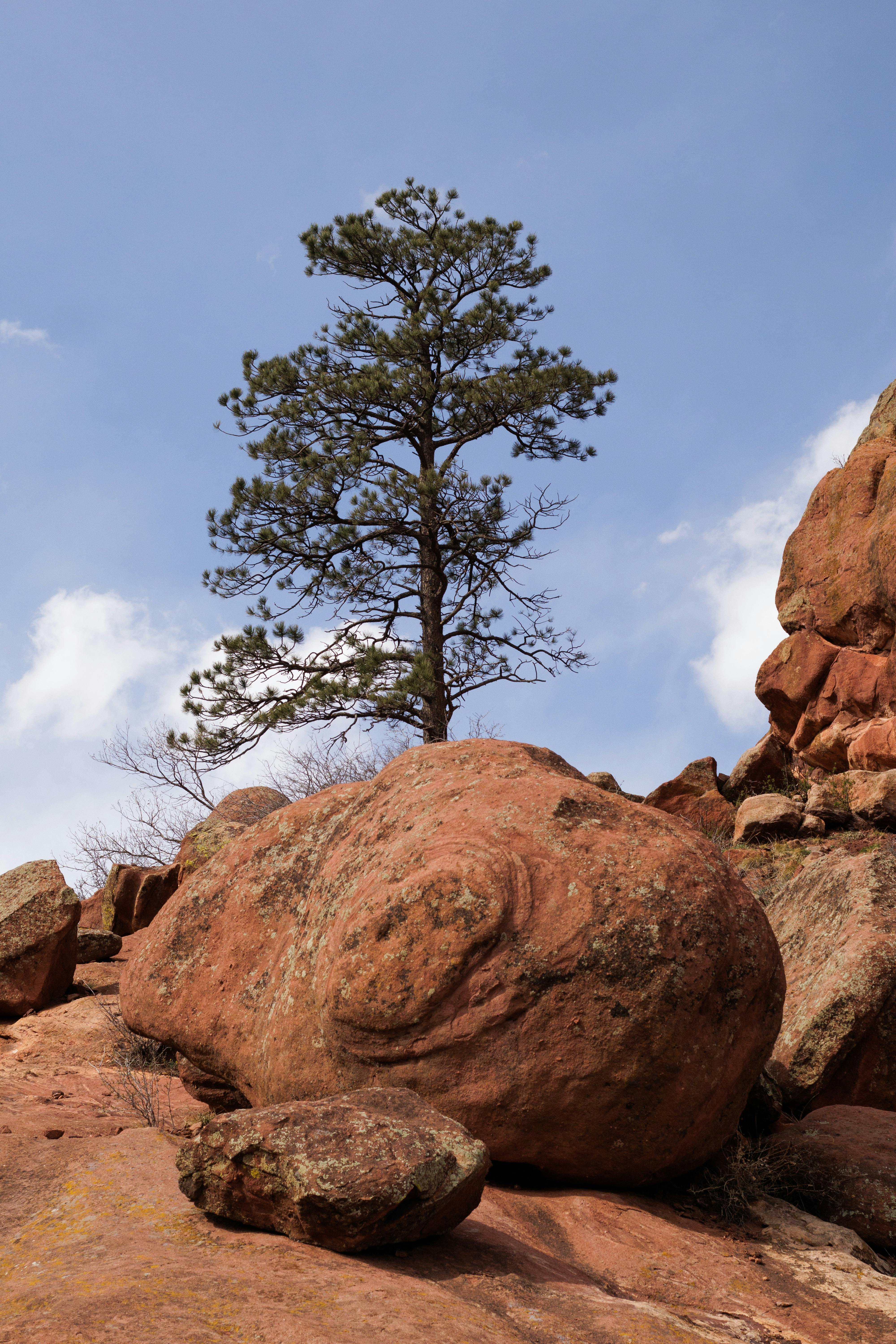 Rock and Coniferous Tree at Desert · Free Stock Photo
