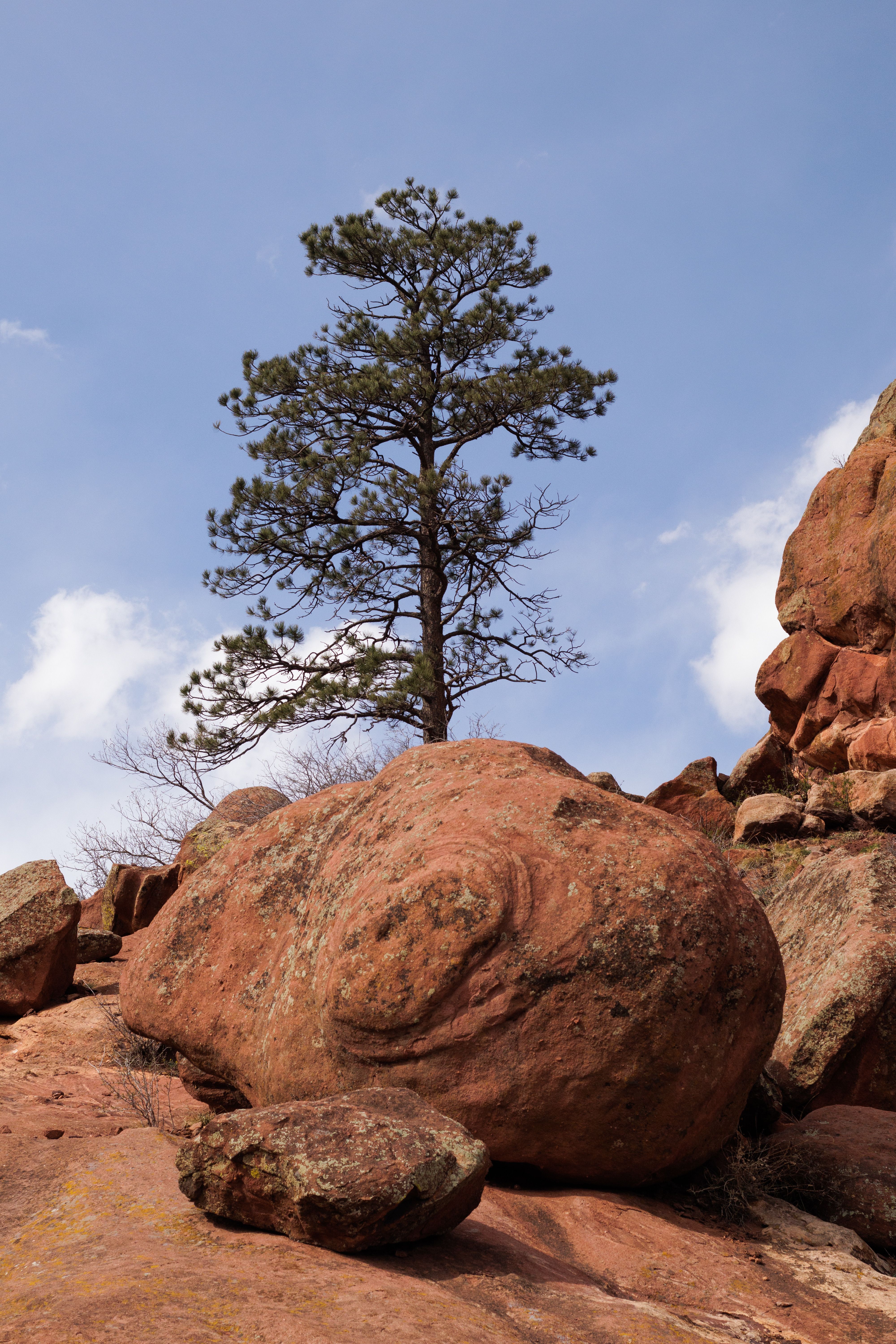 Rock and Coniferous Tree at Desert · Free Stock Photo