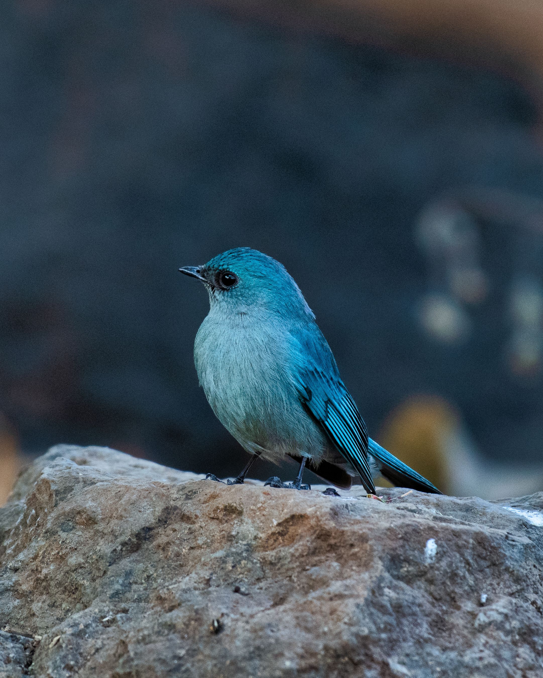 Blue Bird on Rock · Free Stock Photo
