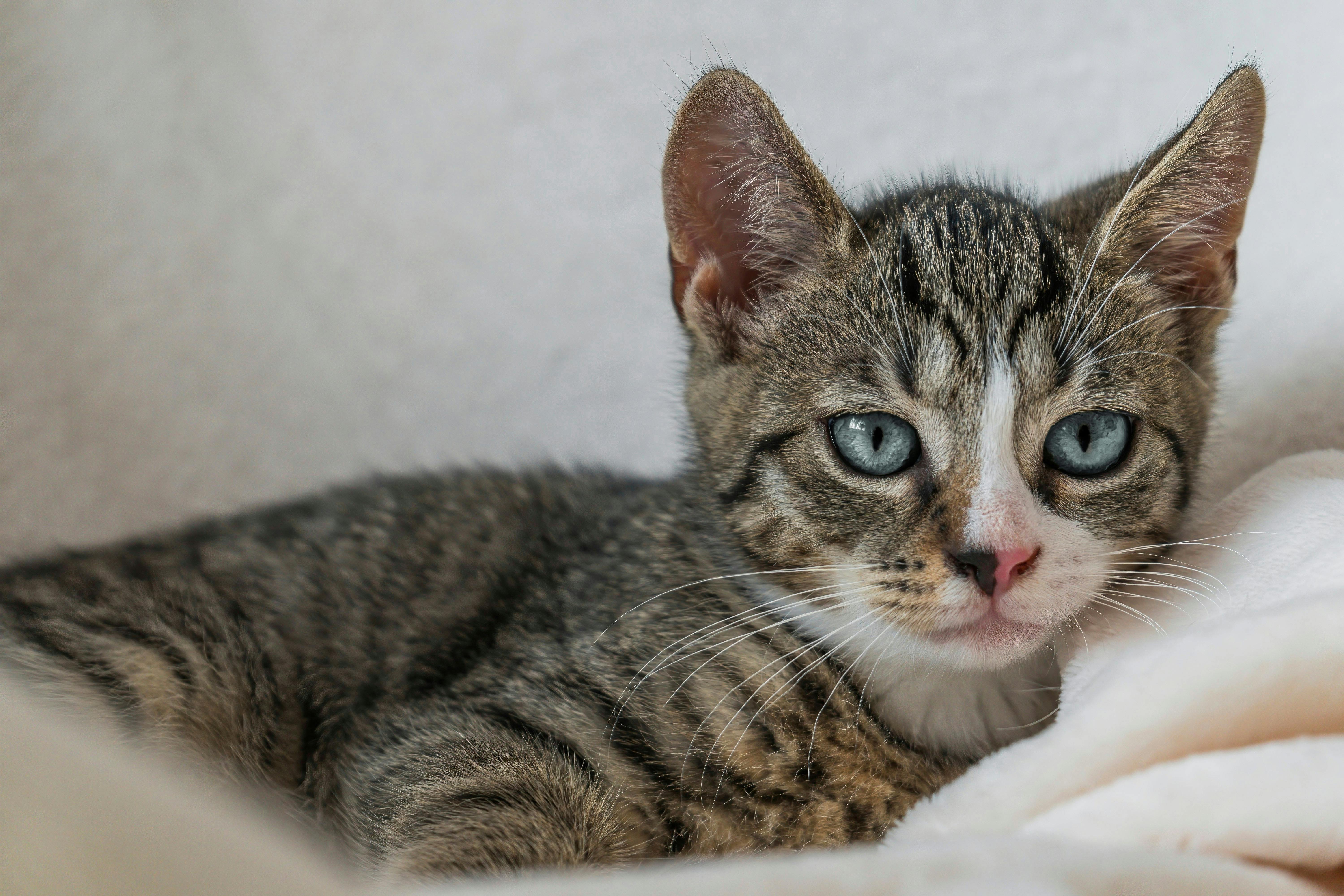 Foto De Gatito Atigrado Gris Acostado · Foto de stock gratuita