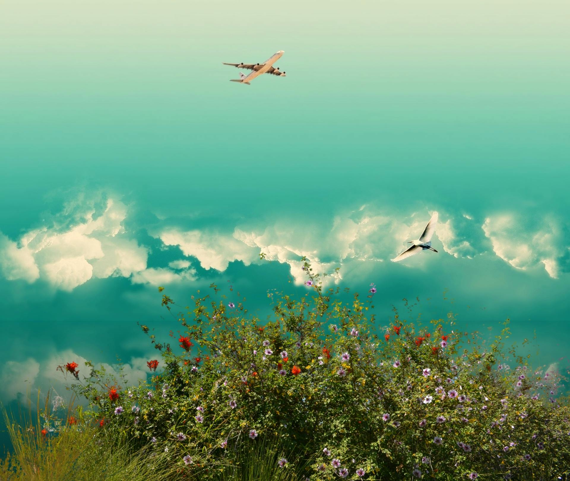 Kostenlose Bilder von Iva · Pexels