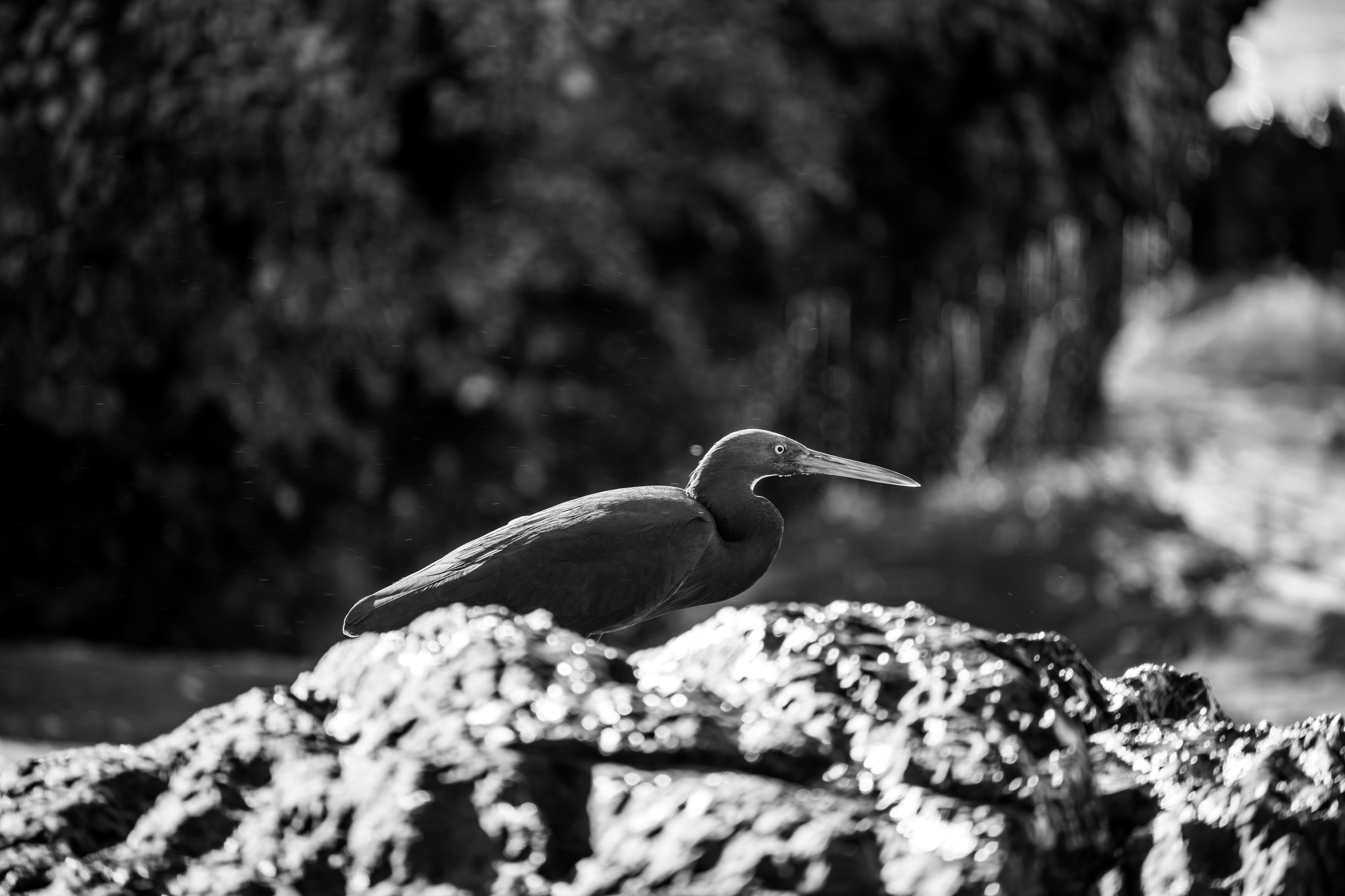 Chatak Bird Photos, Download The BEST Free Chatak Bird Stock Photos ...