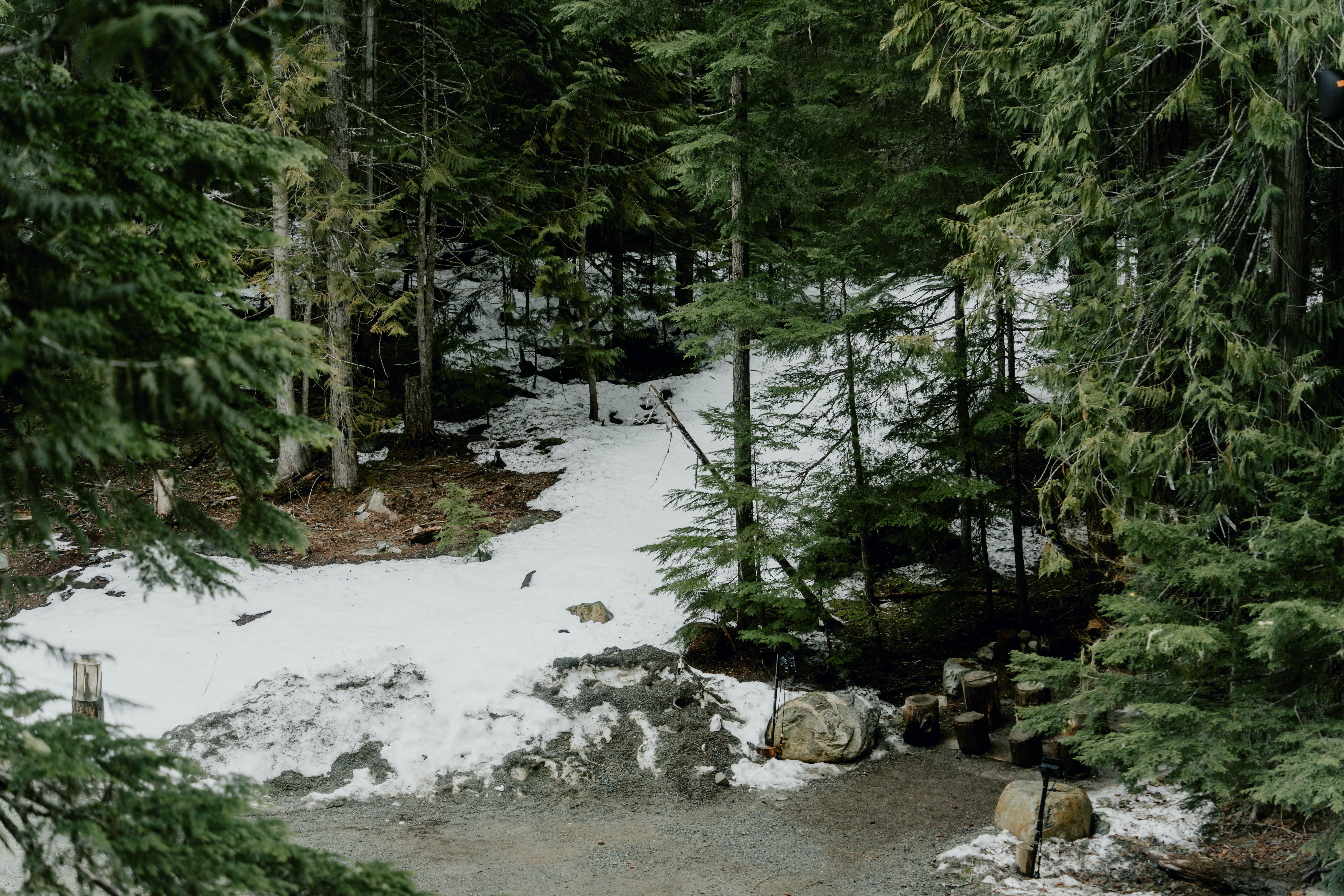 Entrance to Campsite in Winter Forest · Free Stock Photo