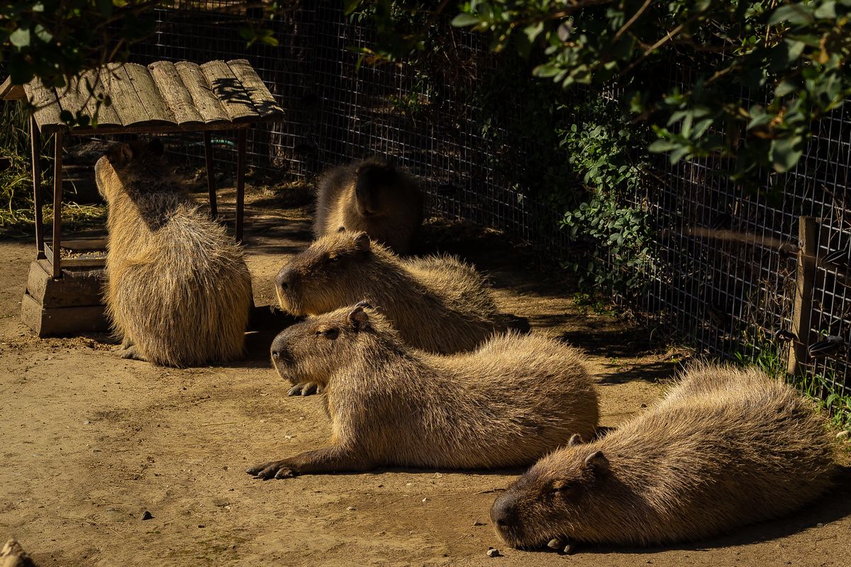 4k Desktop Wallpaper Capybara Cartoon Photos, Download The BEST Free 4k ...