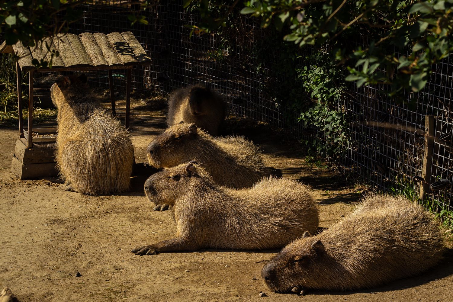 Capybara Photography Photos, Download The BEST Free Capybara ...