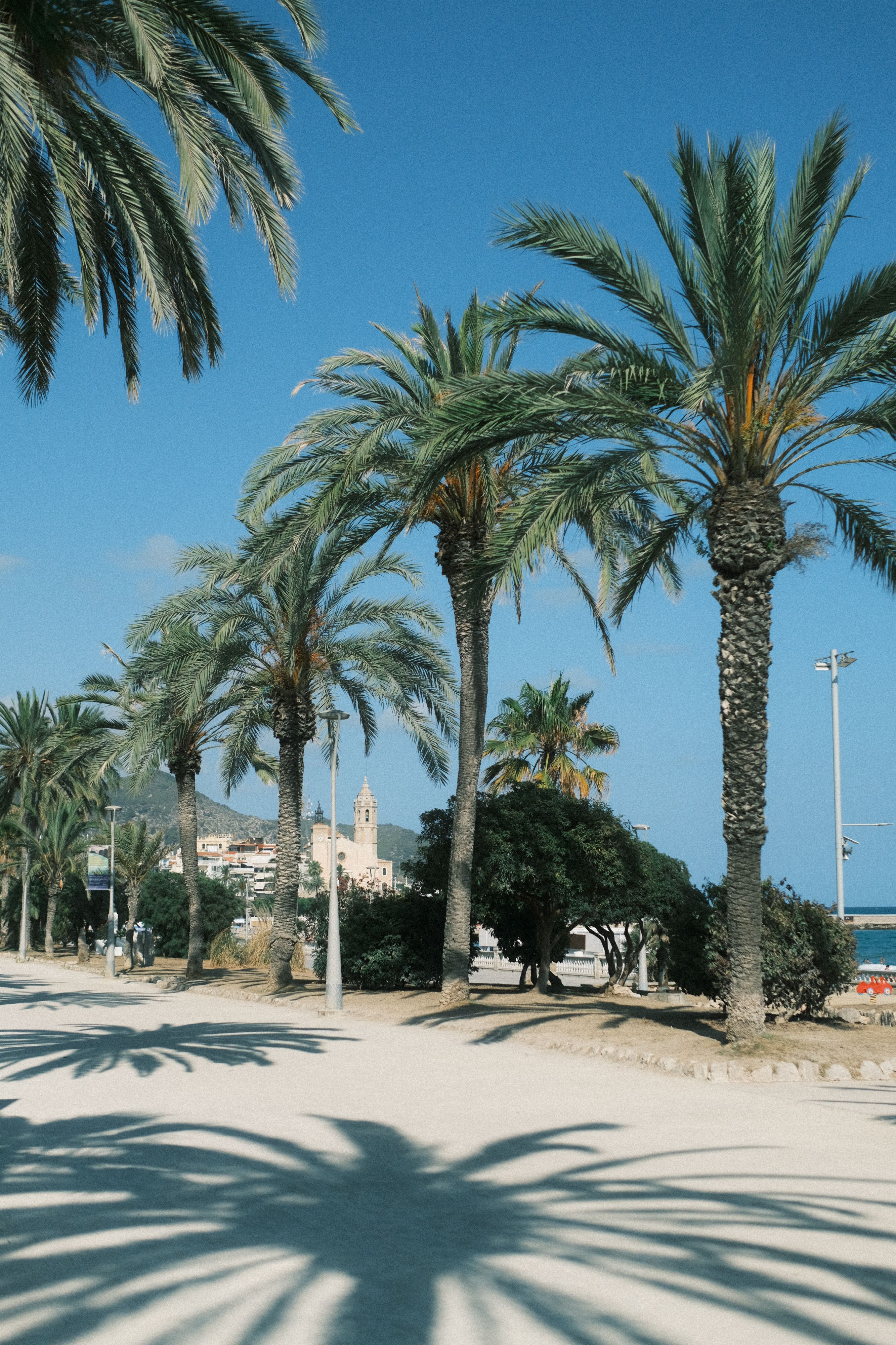 Palm trees line the beach in front of a building · Free Stock Photo