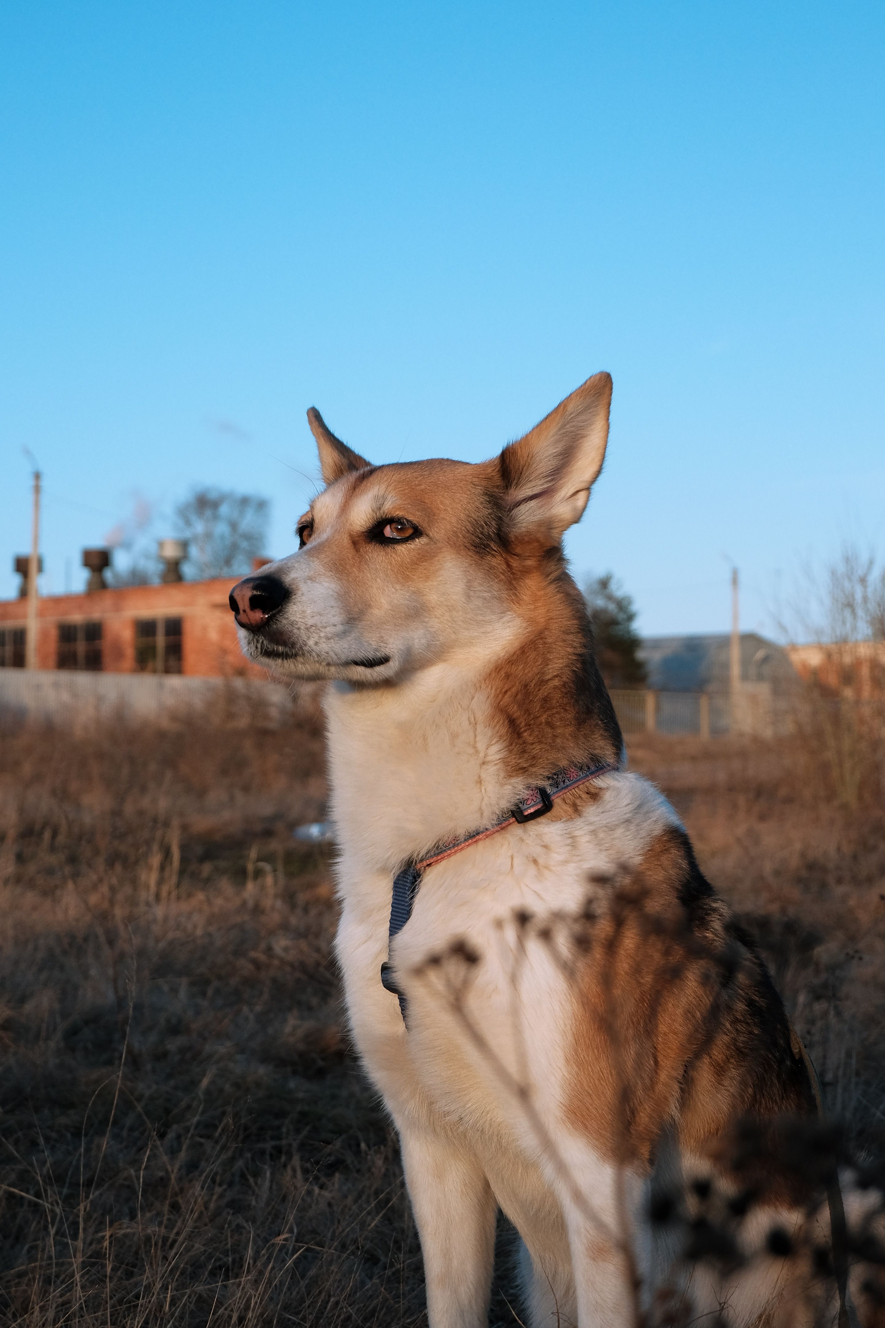 Sitting Telomian Dog · Free Stock Photo