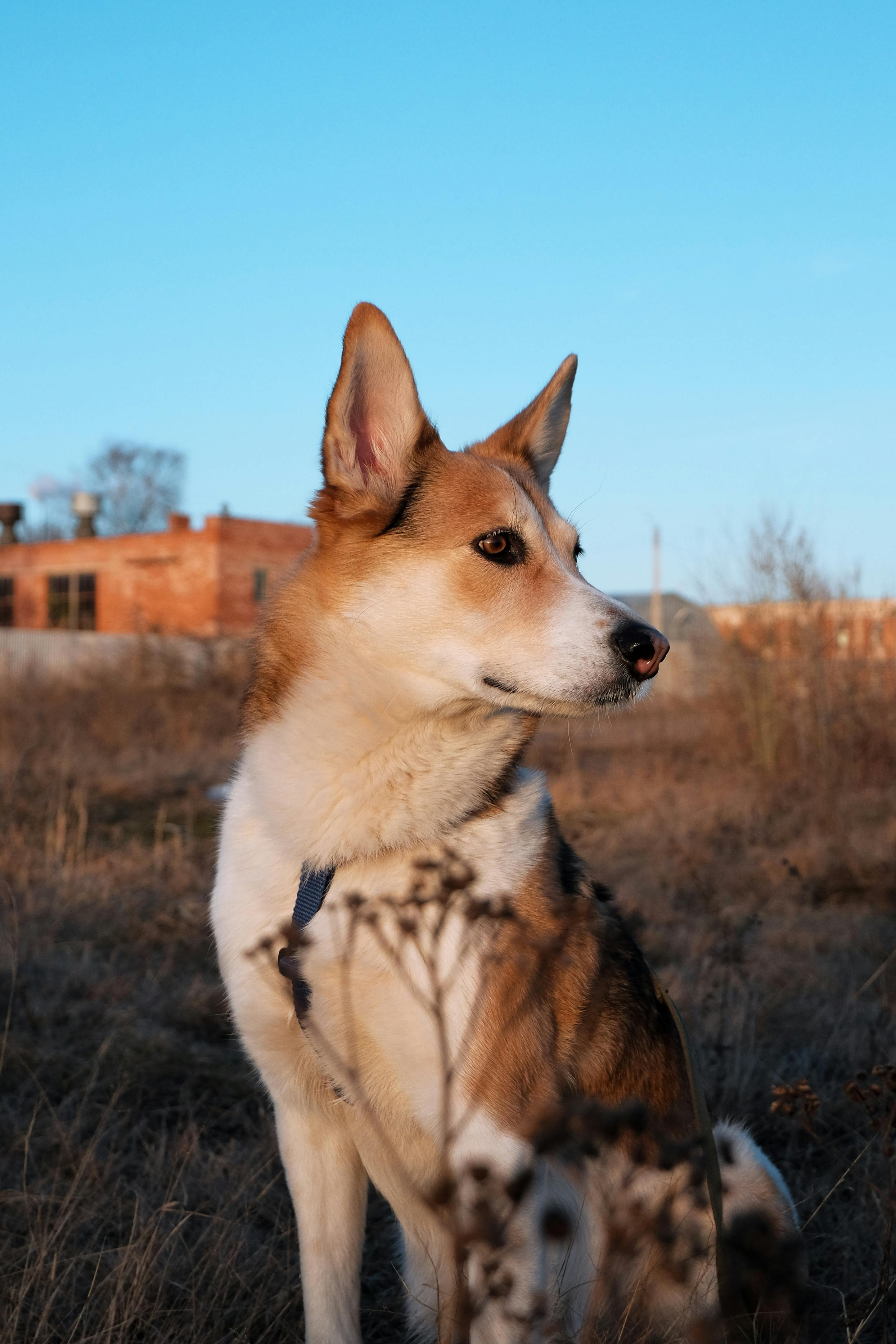 Portrait of Telomian Dog · Free Stock Photo